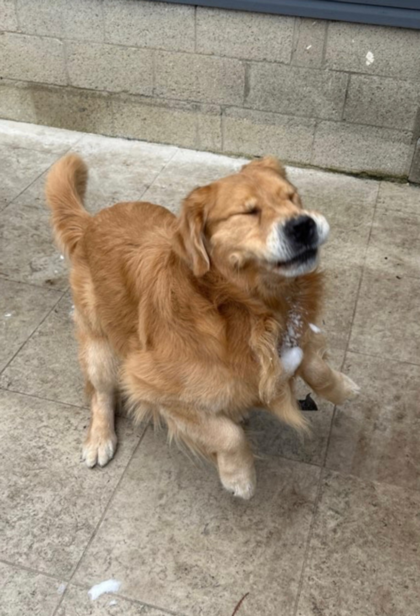 Let’s start a thread with derpy pics of your pups ... | Fishbowl