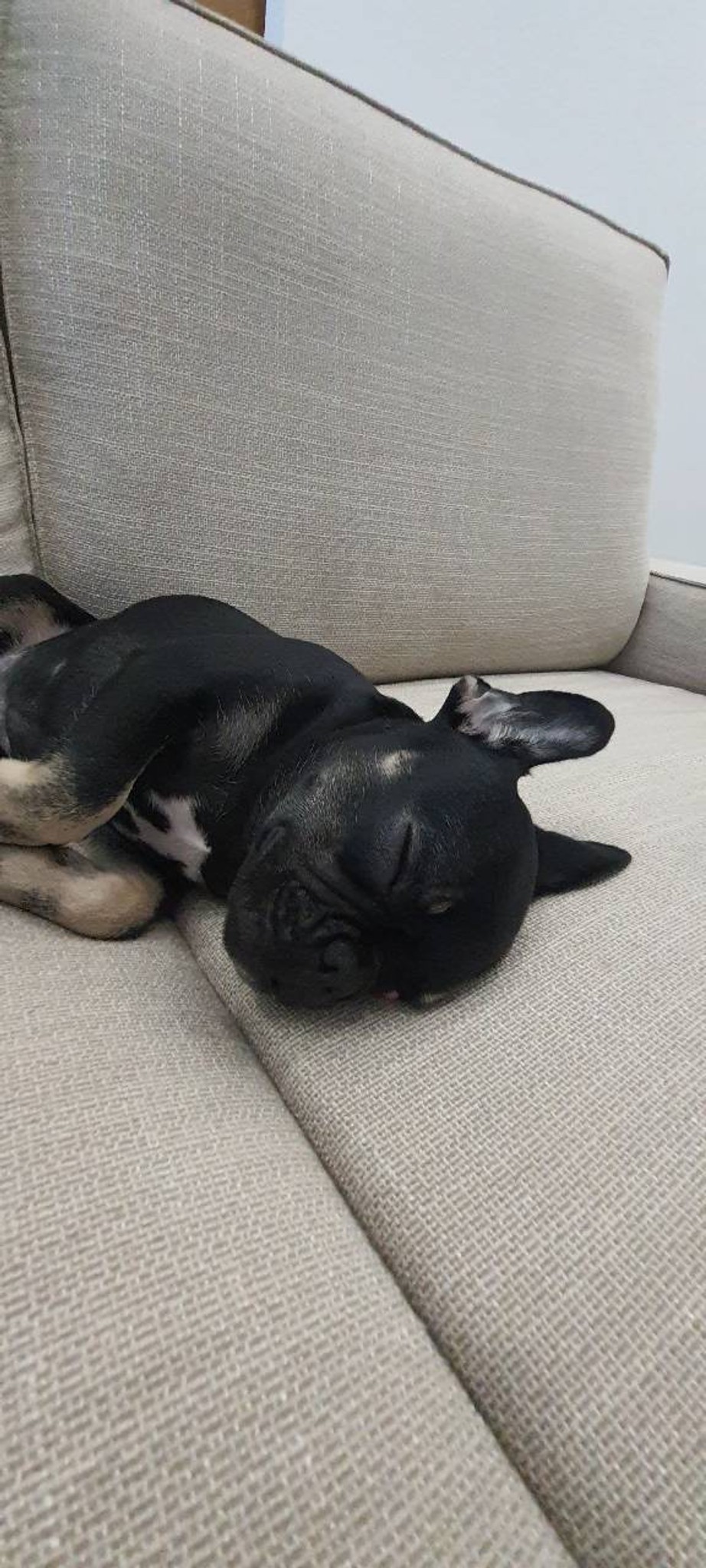 Feeling sad, could use a pick me up. I’d love it i... | Fishbowl