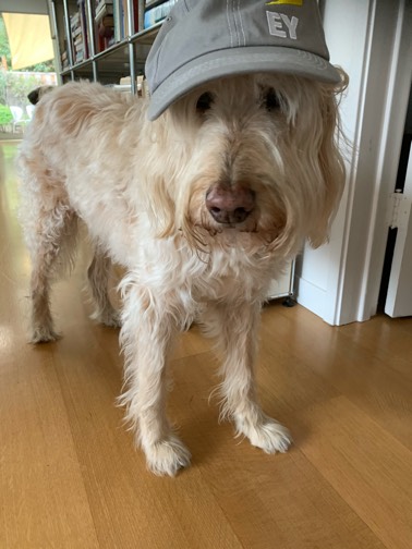 Meet Gus the EY mascot 😀 | Fishbowl
