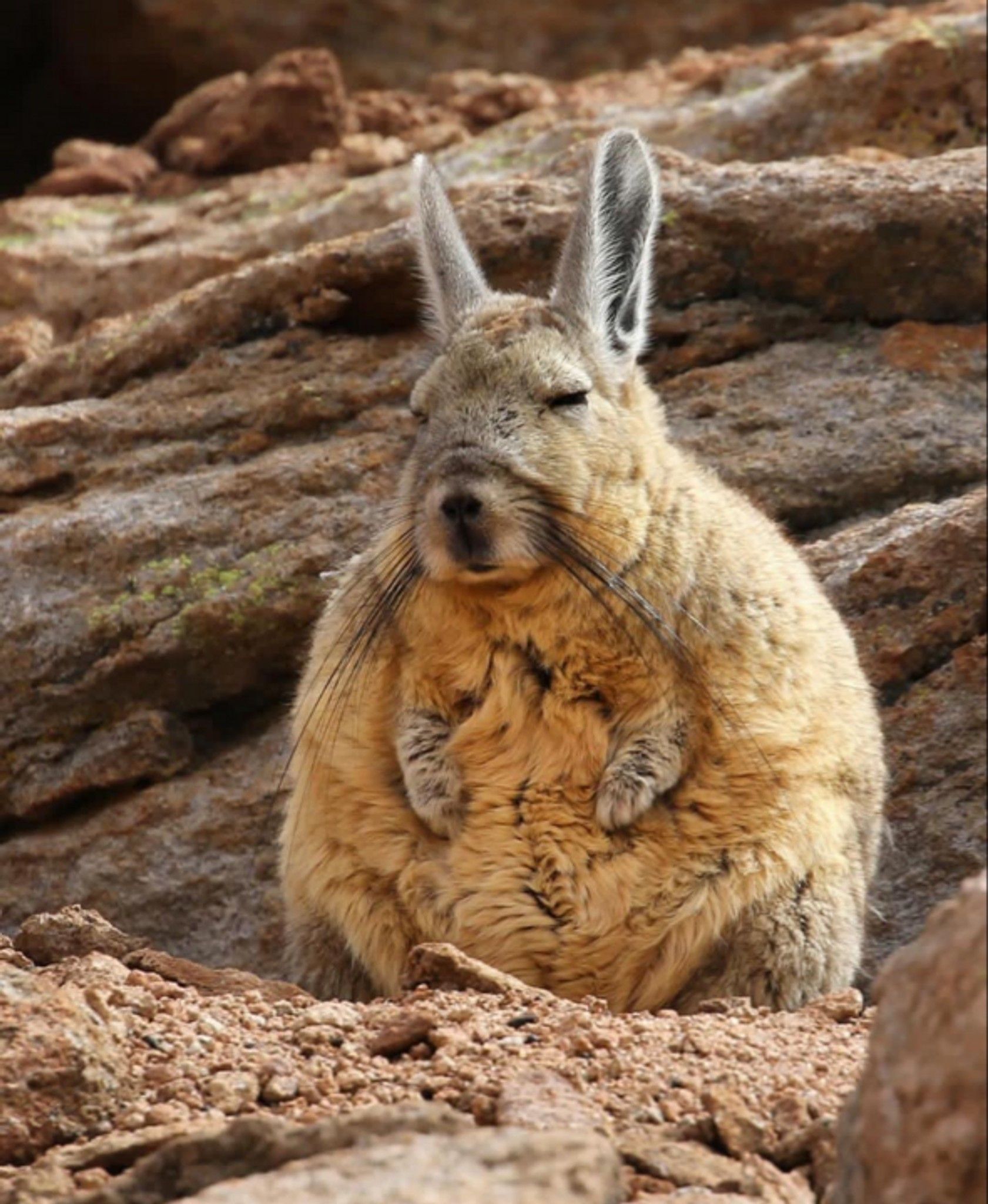 Everyone, meet the Viscacha! Viscachas, which are... | Fishbowl