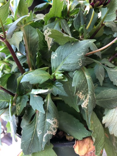 Hi! Does anyone know why these marks are showing on my leaves? Squiggly ...