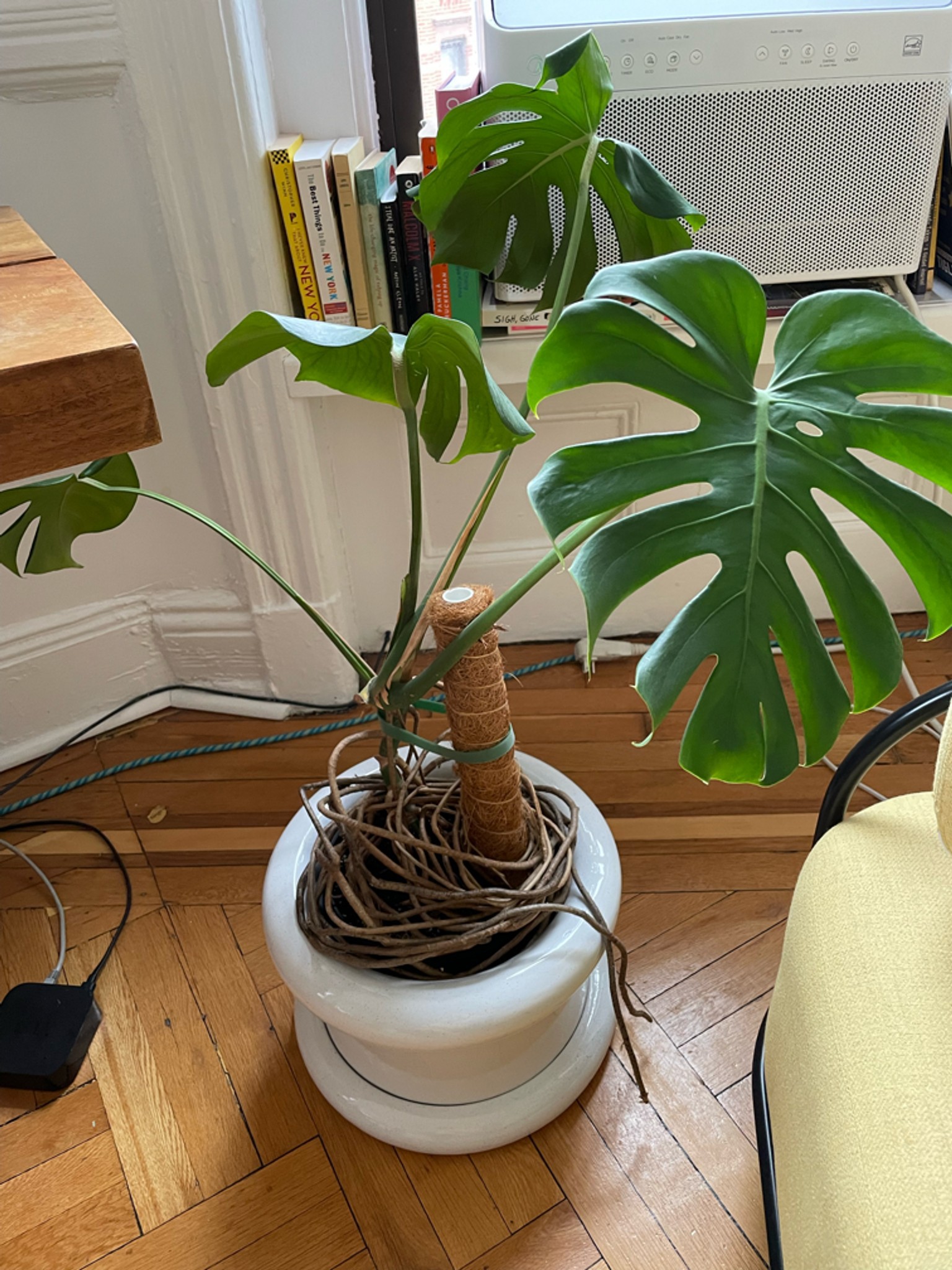 My monstera plant has a lot of long roots compared... | Fishbowl