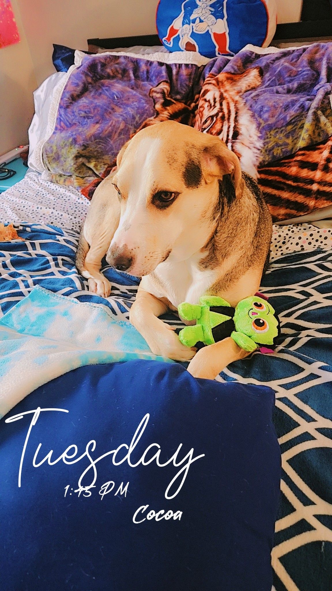 My Astro-Maniac, he's turning 2 the beginning of next month. This pic ...