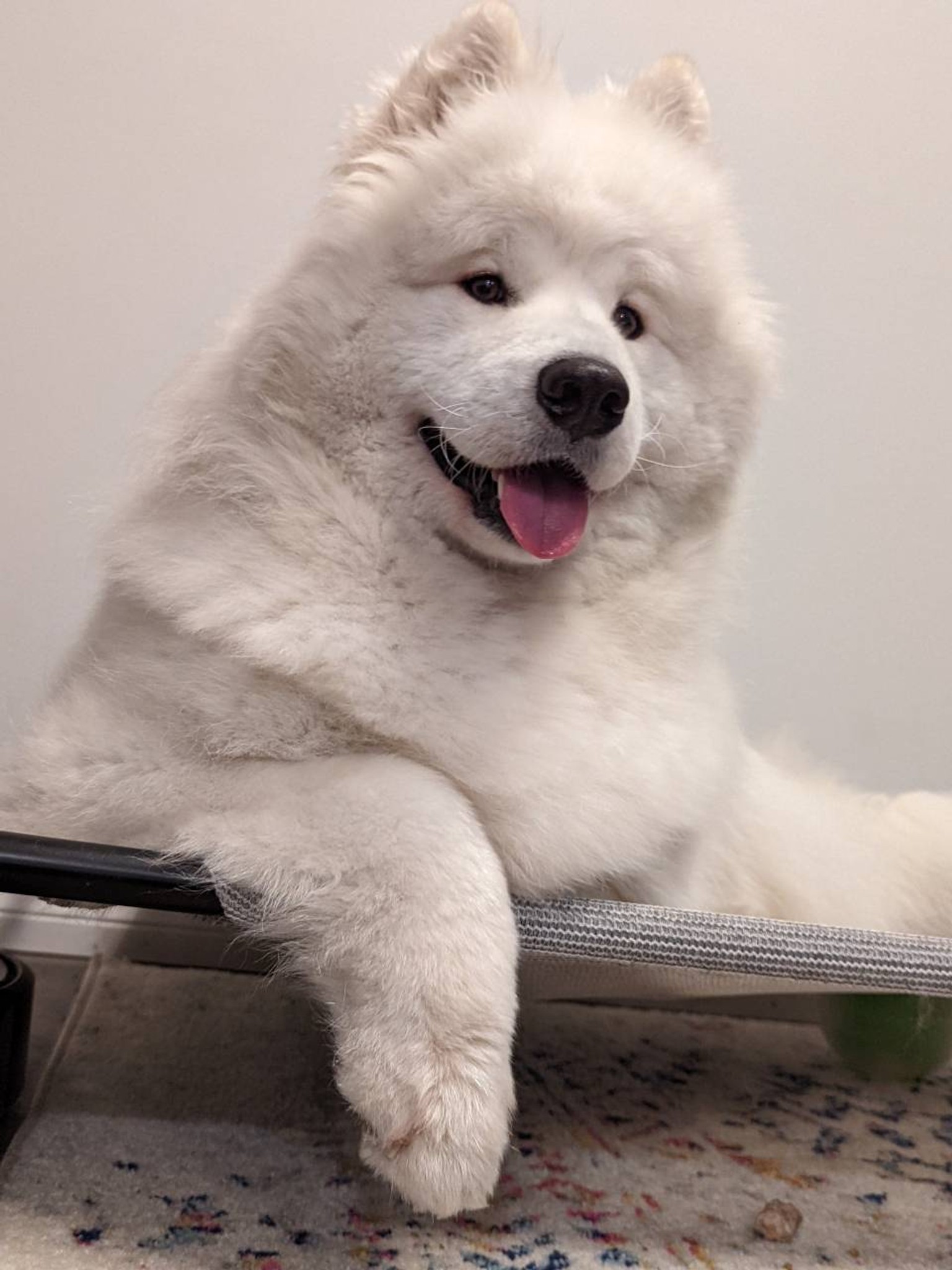 Doggo appreciation post to improve your day. | Fishbowl