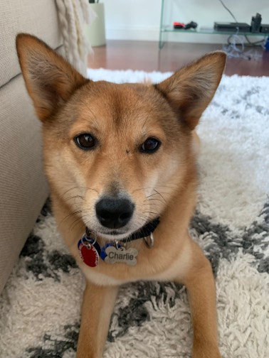 Advice needed! Hi doggo parents. We adopted a 3 ye... | Fishbowl