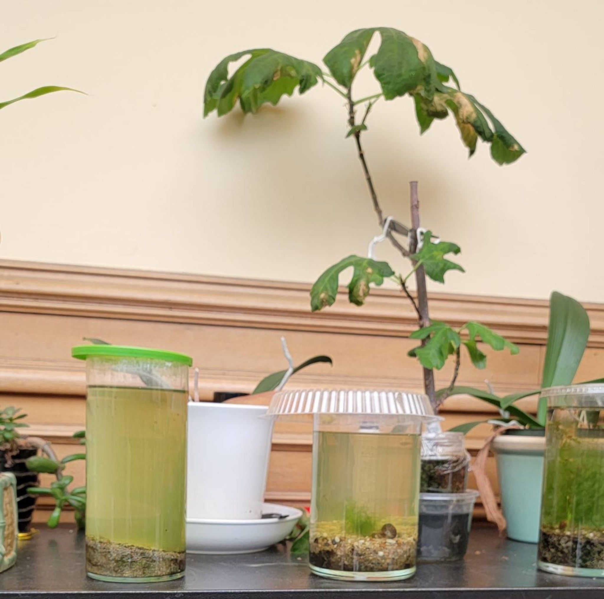 What can I do about this sad plant at work? | Fishbowl