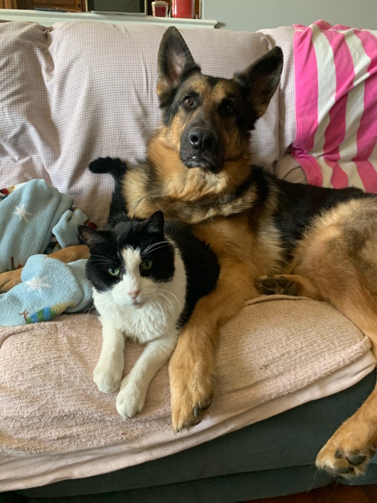 Wfh pets thread to calm our nerves? Show us photos... | Fishbowl
