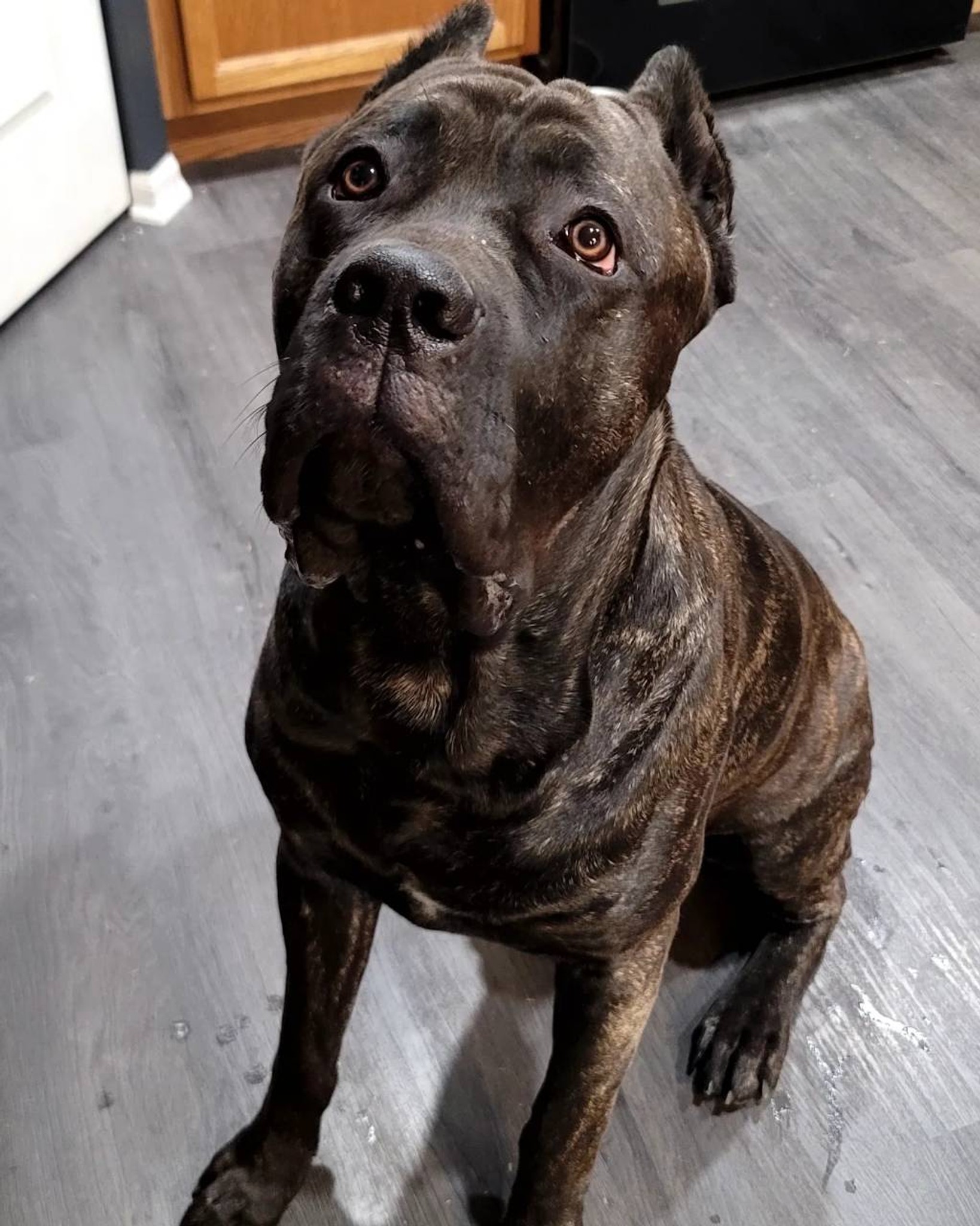 This is my beast of a dog. 140lbs of pure love an... | Fishbowl