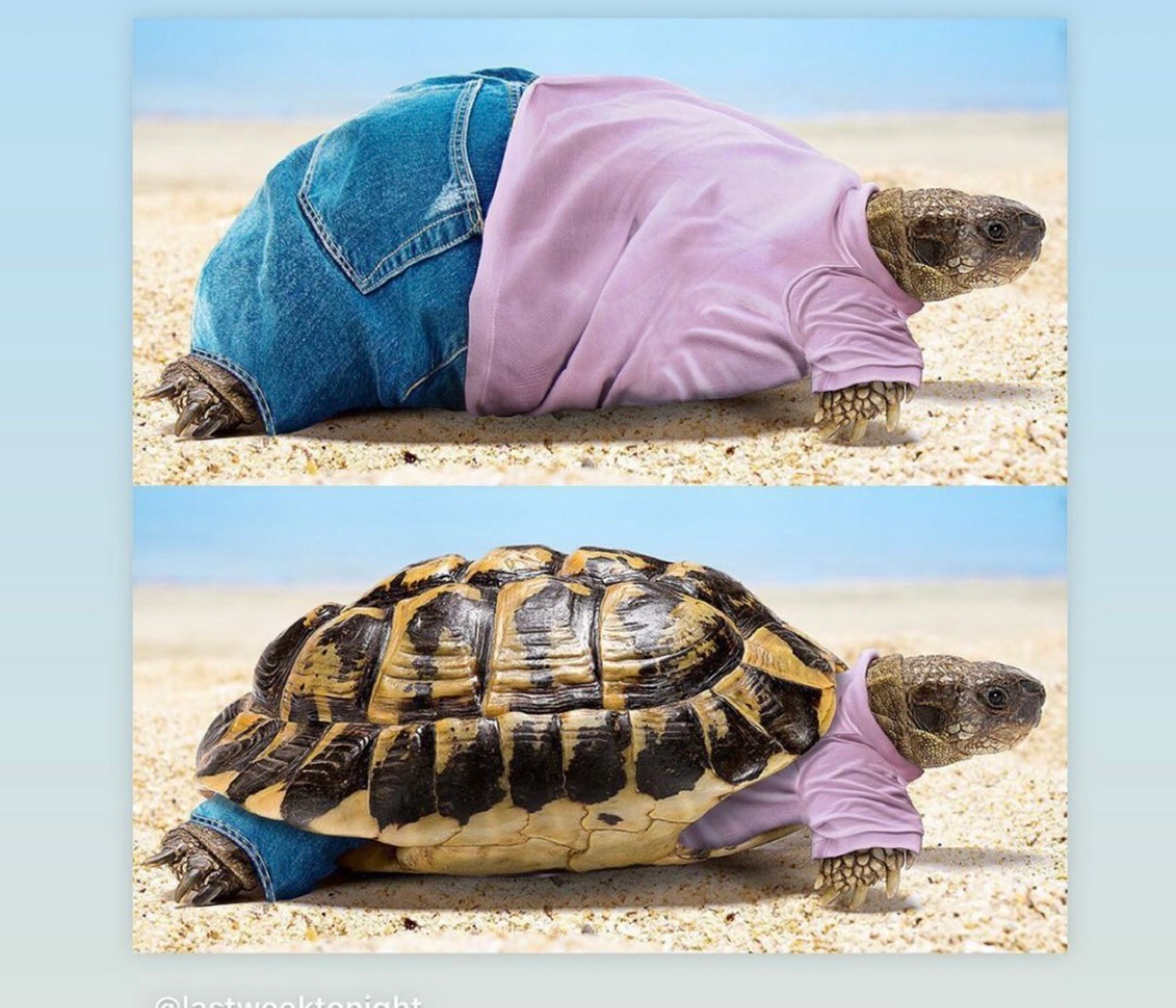 I like turtles and want a turtle but my husband is... | Fishbowl
