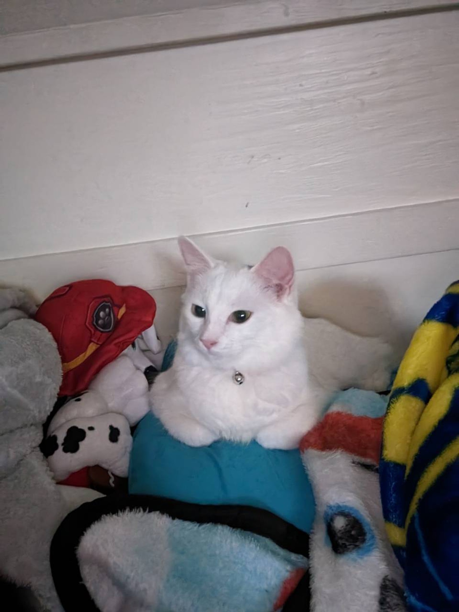 Snowball, hard at work trying to blend in with the... | Fishbowl