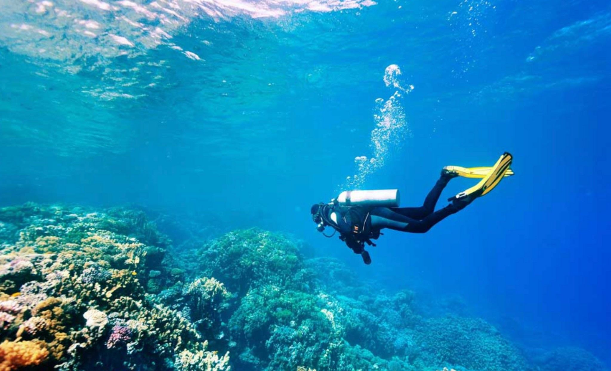 Have you ever tried scuba diving? | Fishbowl