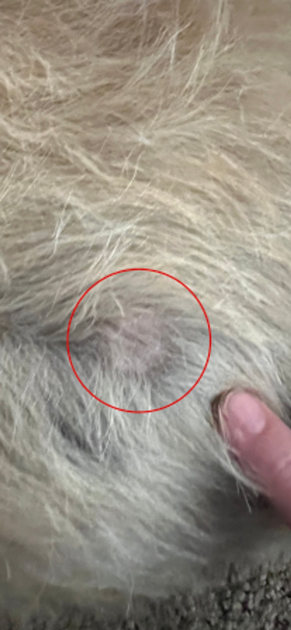 Has anyone ever seen black scabby, hairless, itchy... | Fishbowl