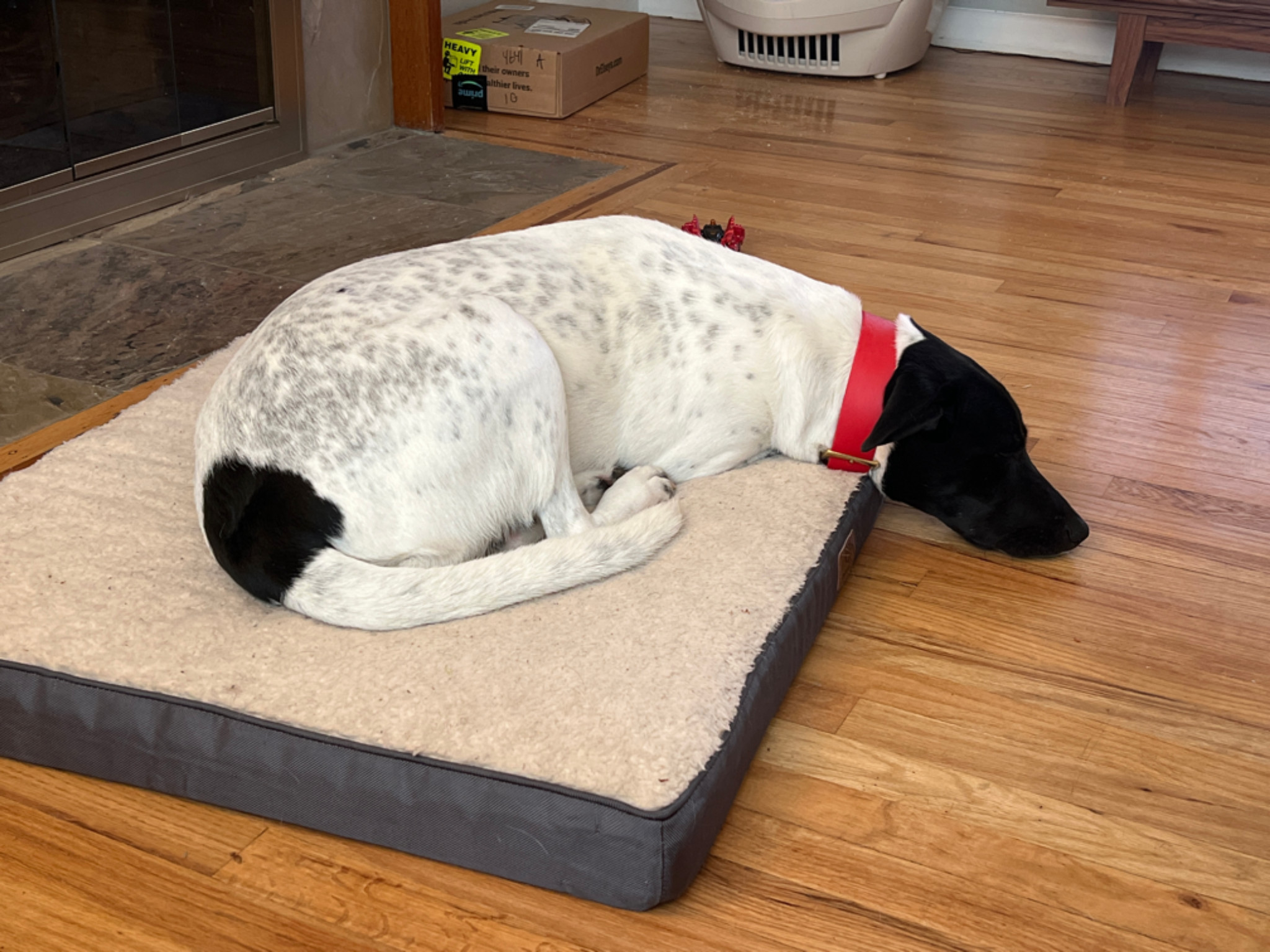 I want a Cavapoo, a Morkie or a Chihuahua. Anythi... | Fishbowl