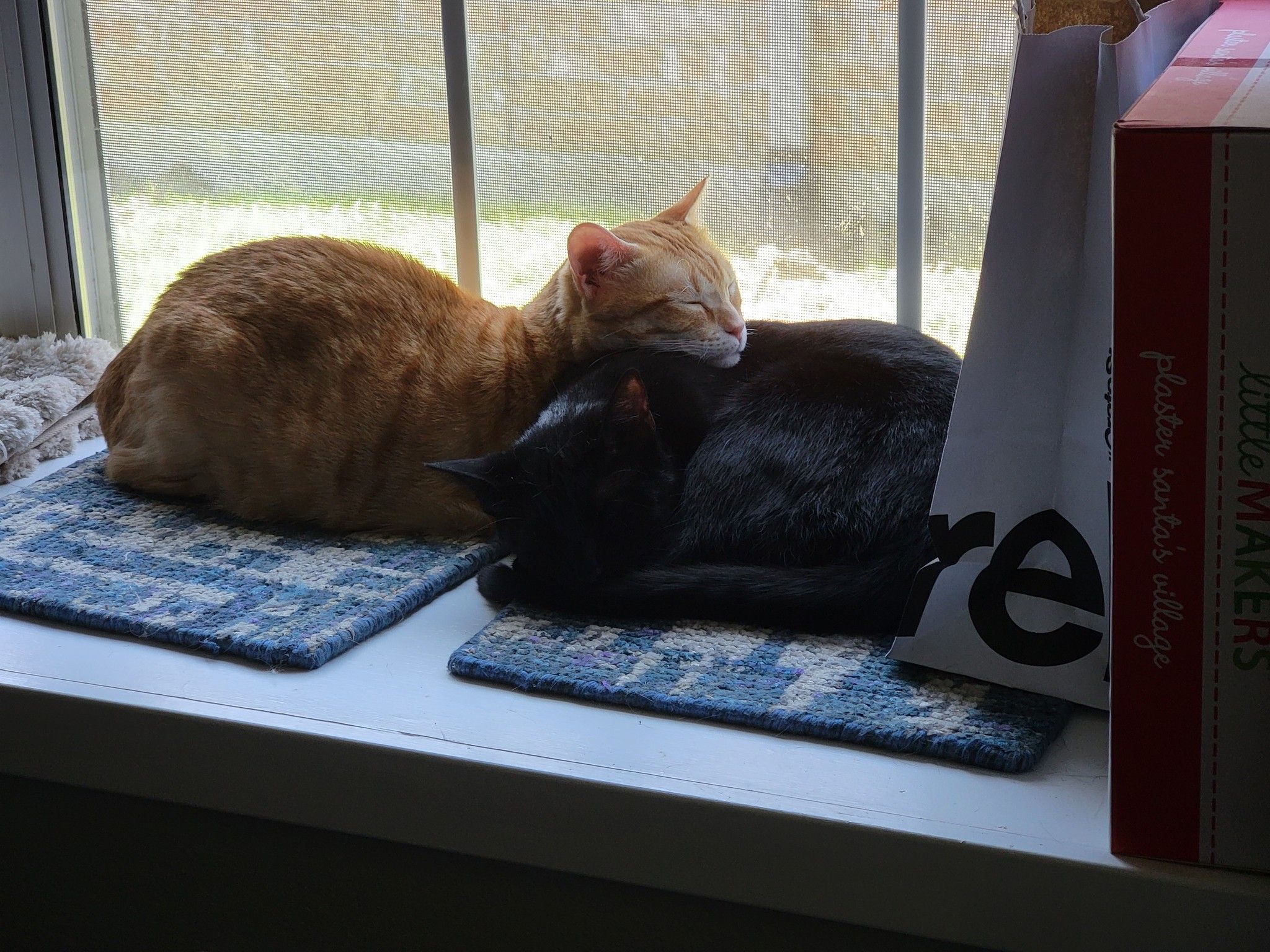 Happy Friday all! You know what that means.....Fat Cat Friday 🐈 ...