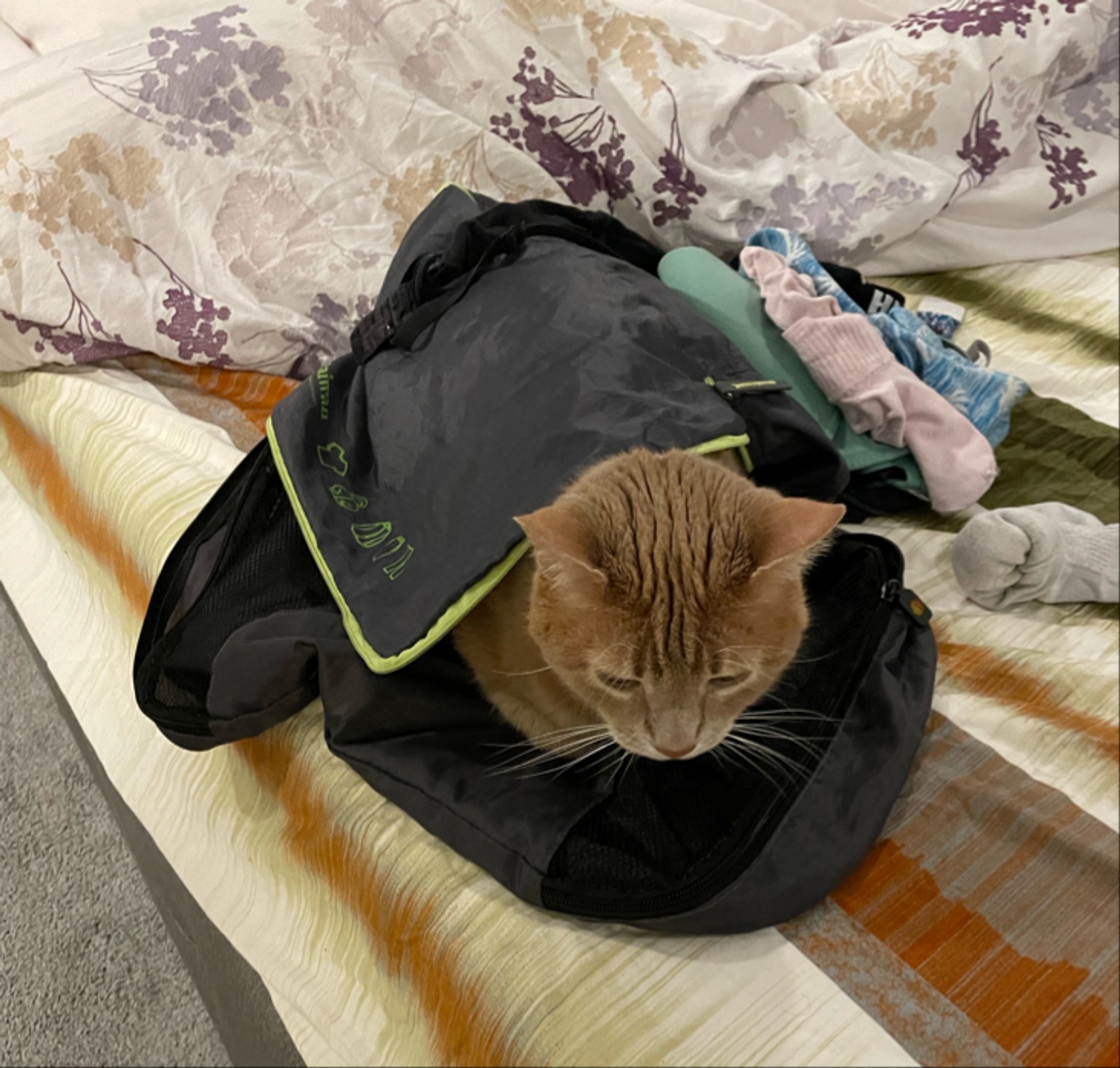 Had to get him his own backpack or I wouldn’t be a... | Fishbowl