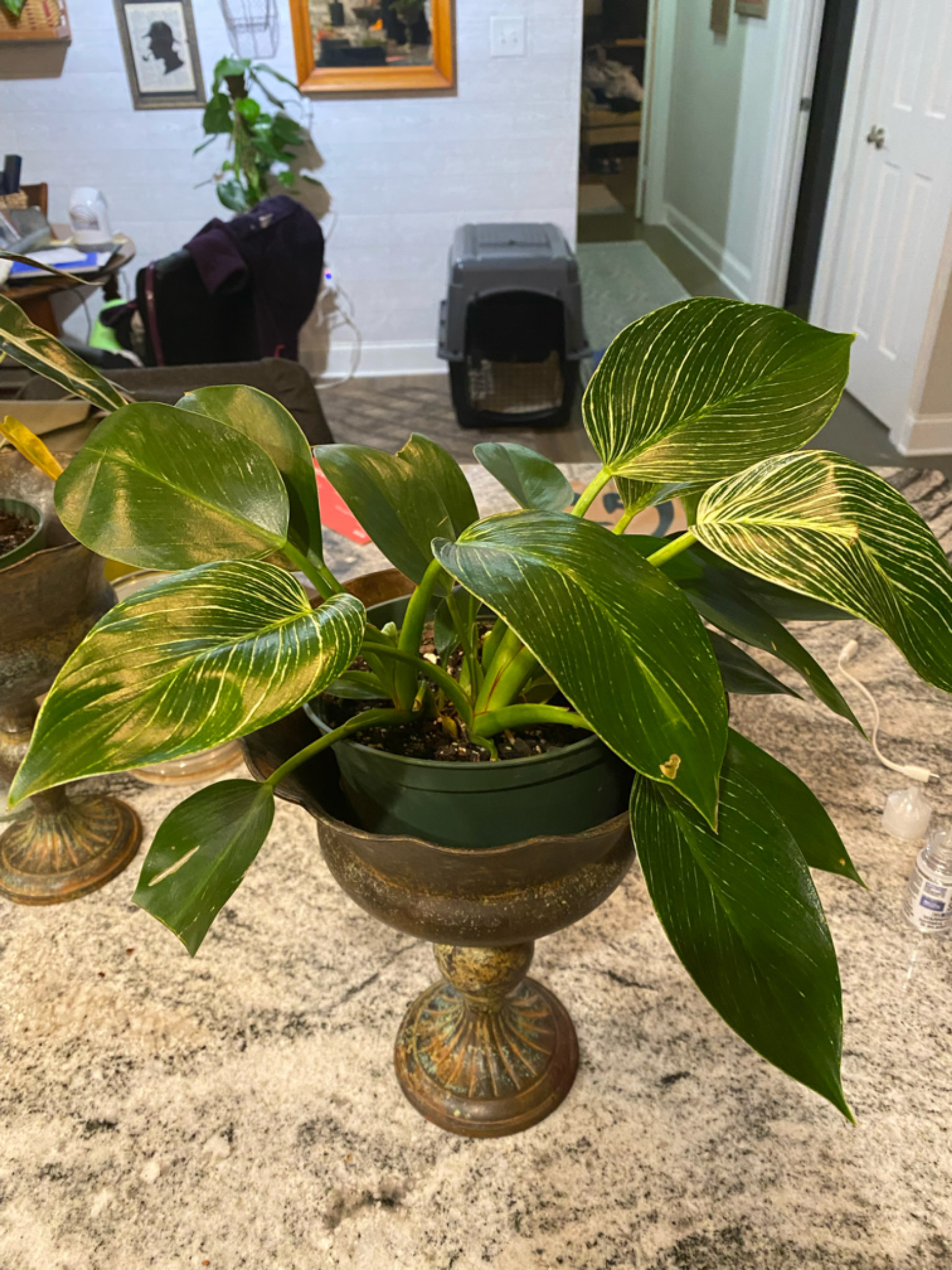 This new baby Birkin is so adorable! She is recove... | Fishbowl