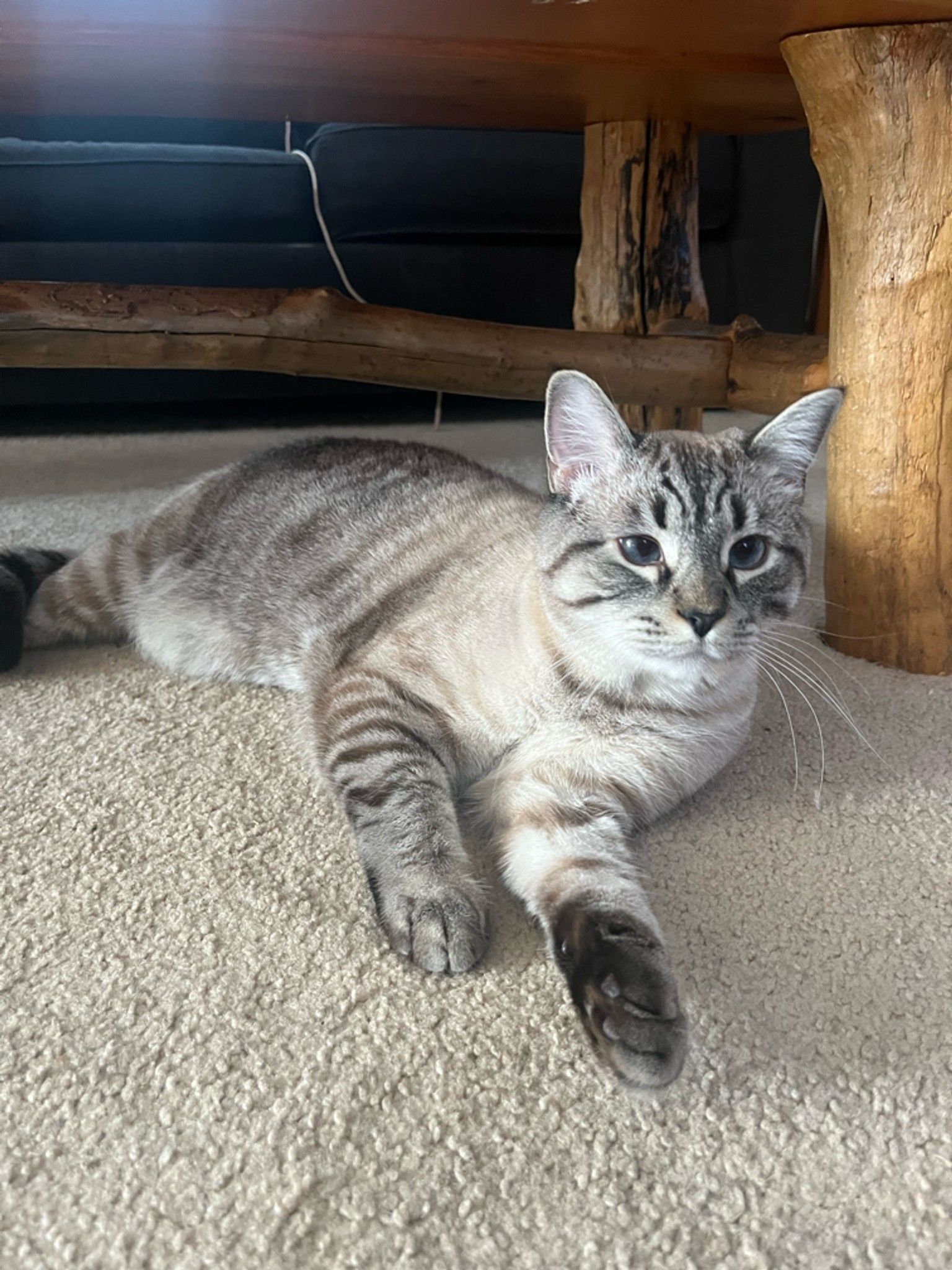 Happy Friday all! You know what that means.....Fat Cat Friday 🐈 ...