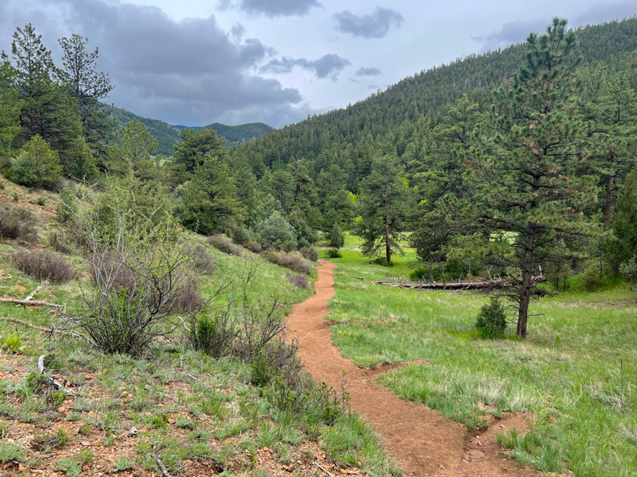 Reynolds Park Conifer