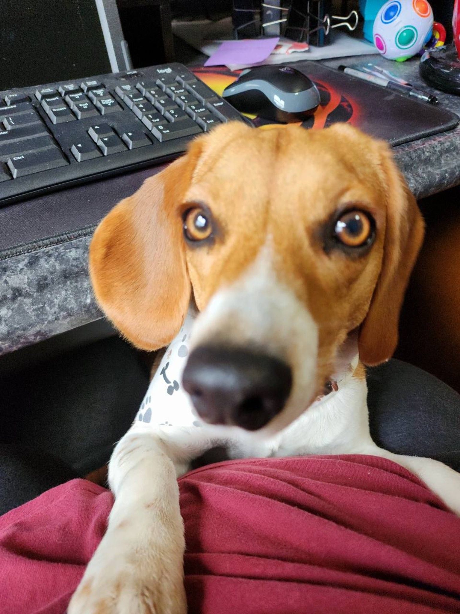 Pets bowl | Glassdoor Forum