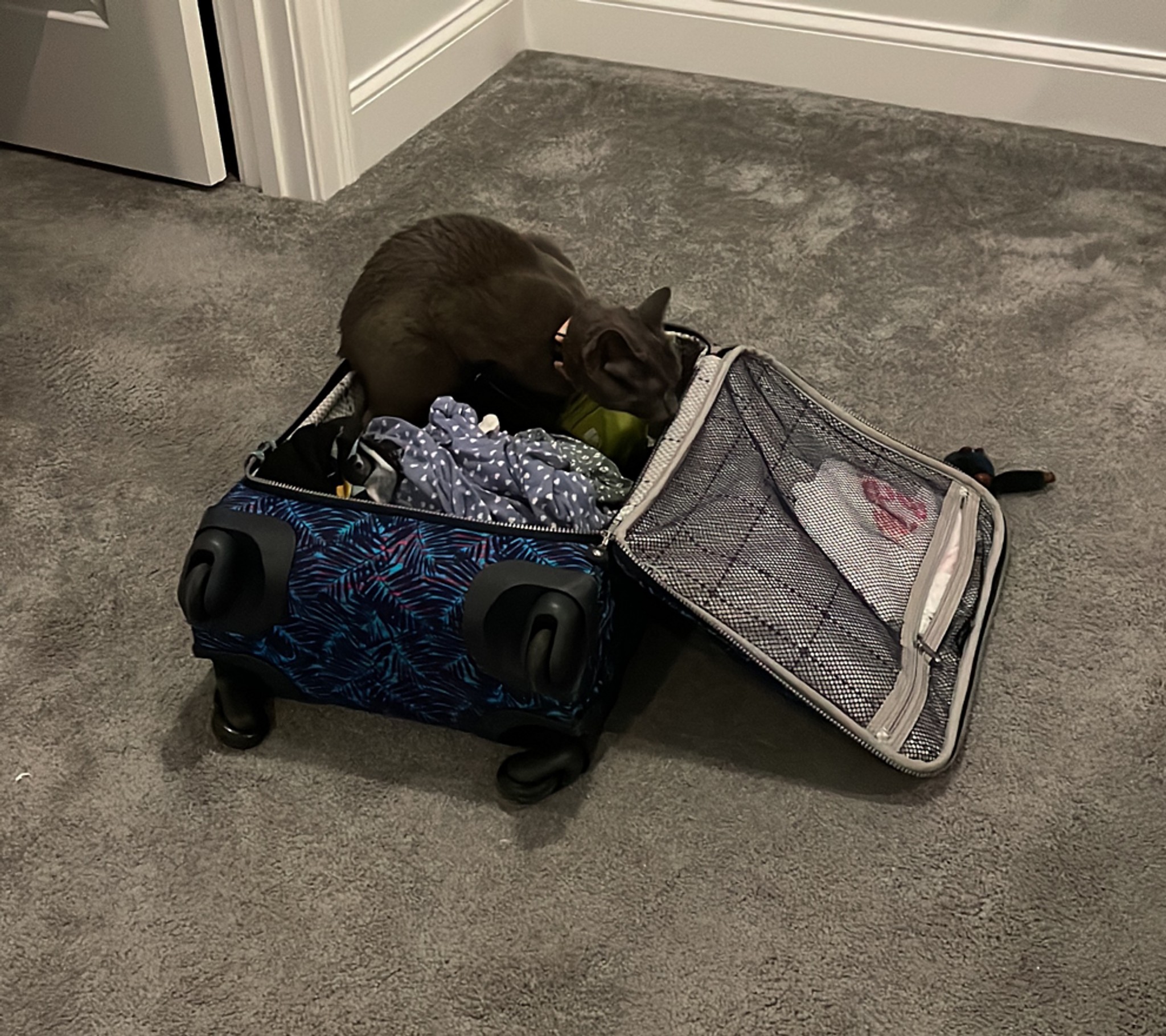 Had to get him his own backpack or I wouldn’t be a... | Fishbowl