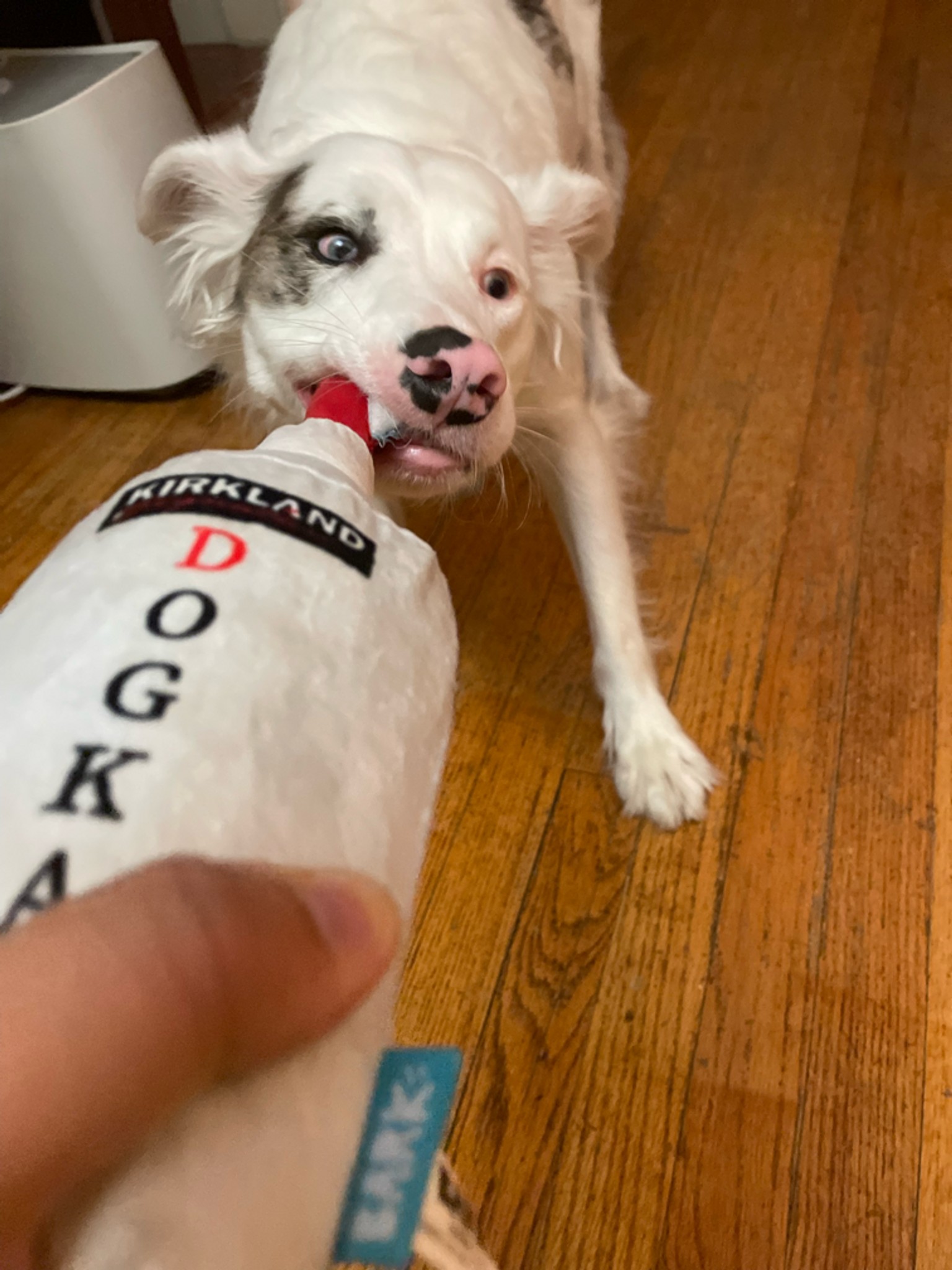 Feeling sad, could use a pick me up. I’d love it i... | Fishbowl