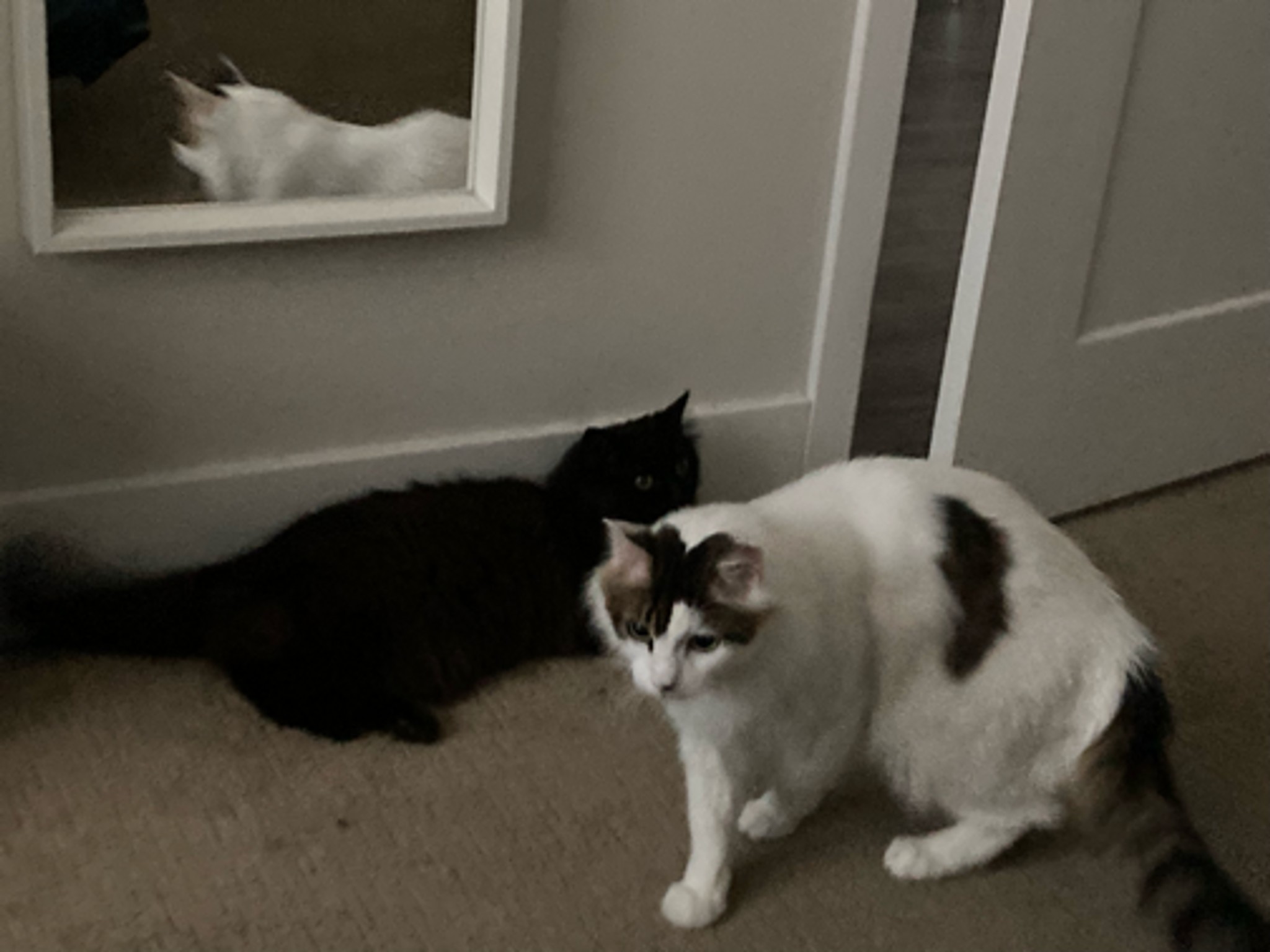 Y’all ever want your cat to leave you alone when y... | Fishbowl