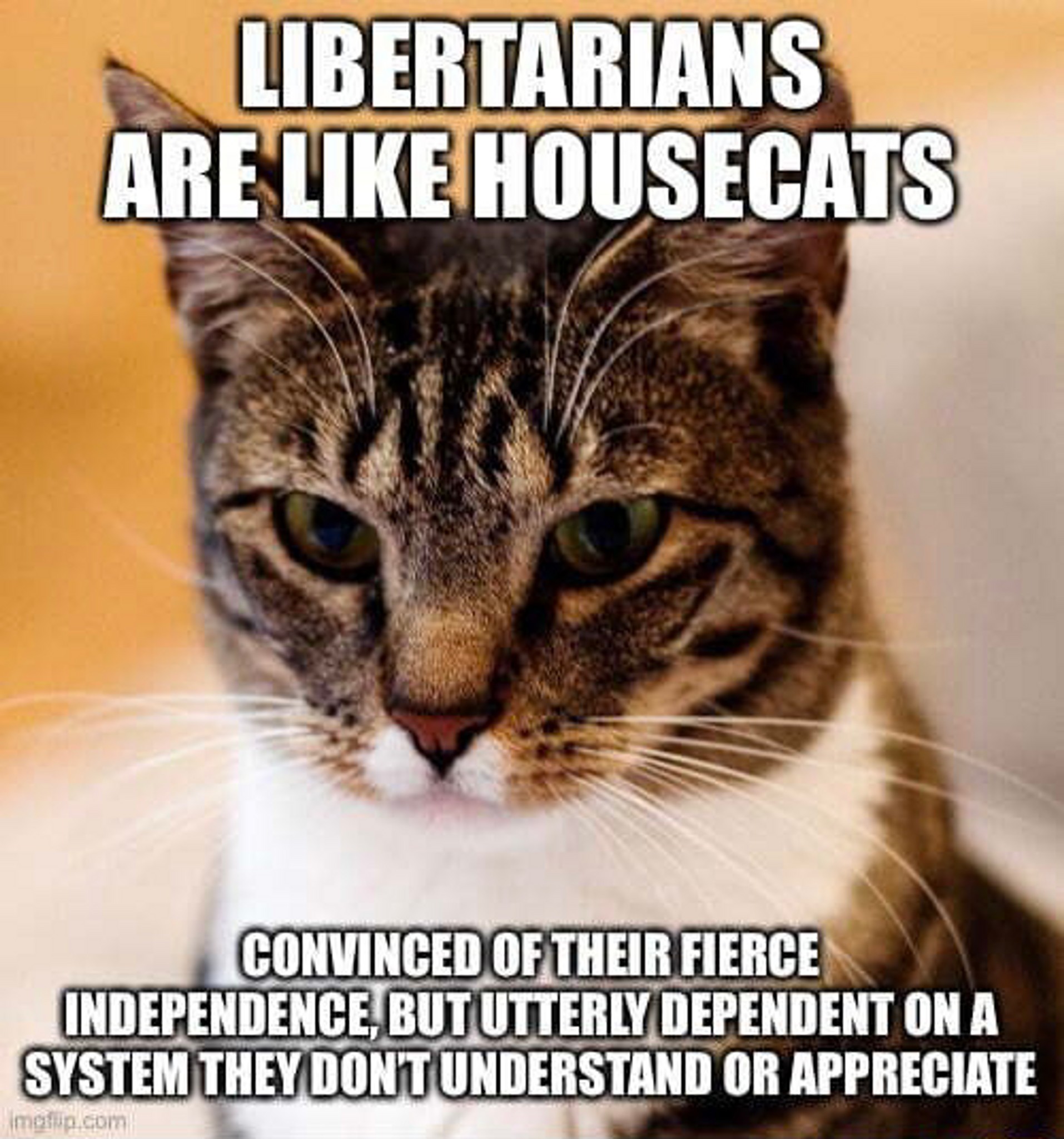 Am I the only one who isn’t a blind loyalist to on... | Fishbowl