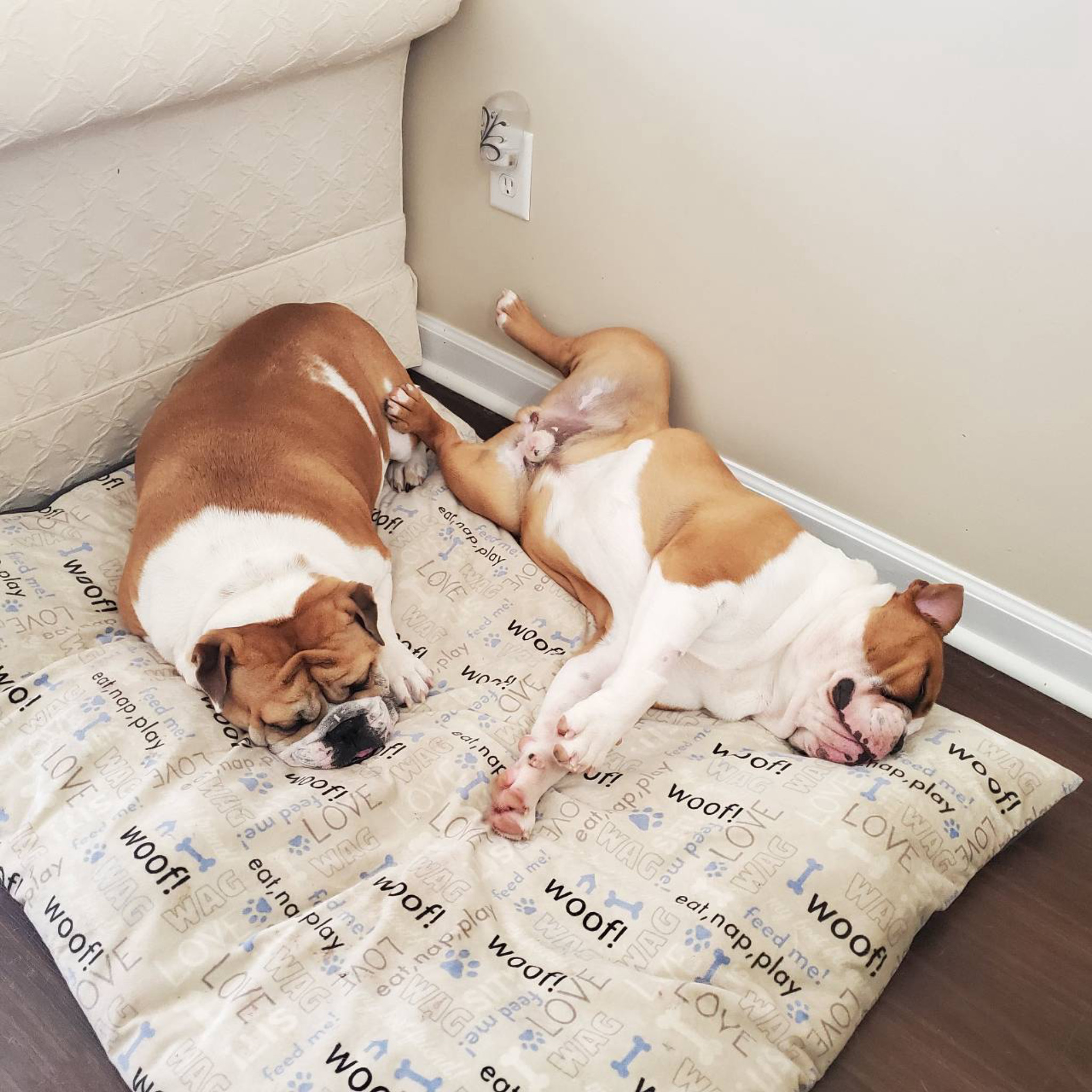 Needy coworkers begging for attention 🐶 | Fishbowl