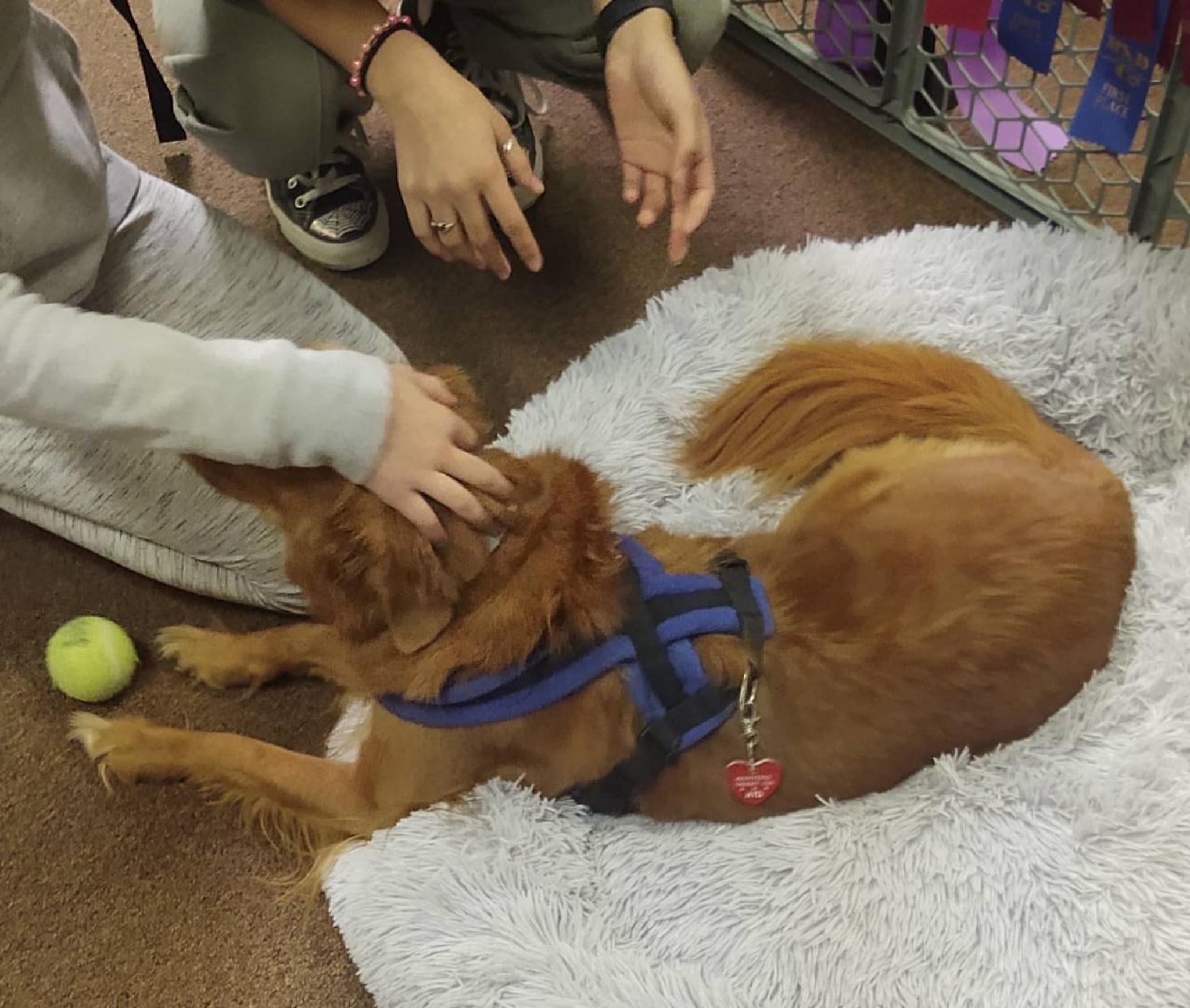 where is your school therapy dog located and what ... | Fishbowl