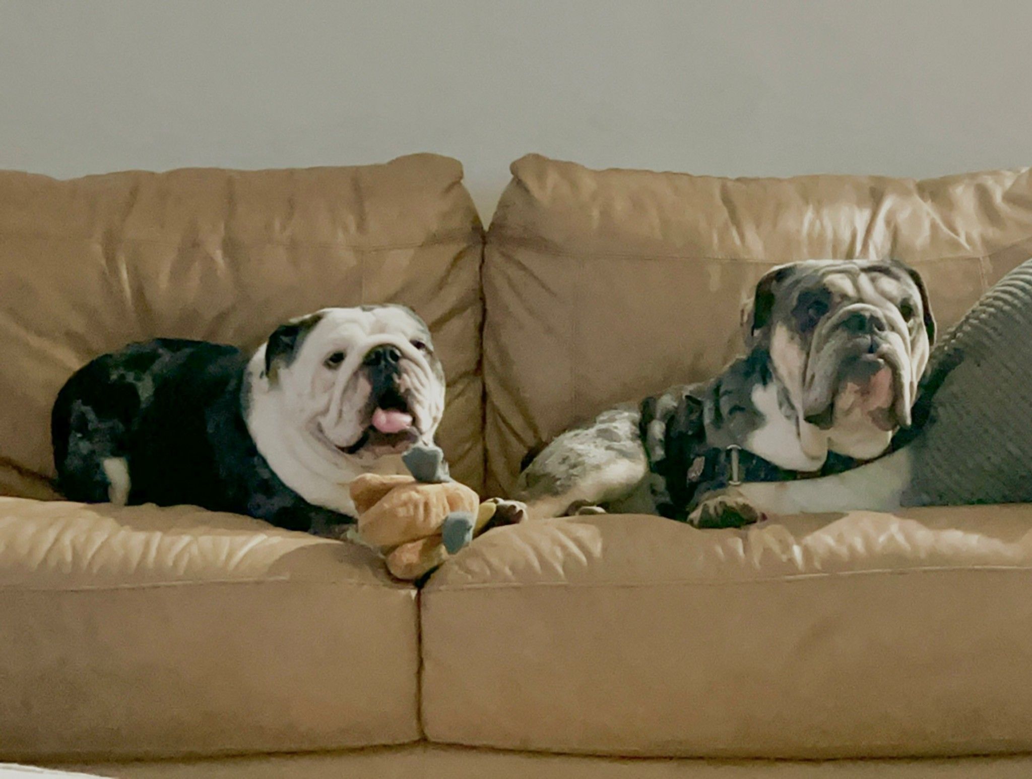 I’m testing a hypothesis. How many puppy (dog) lo... | Fishbowl