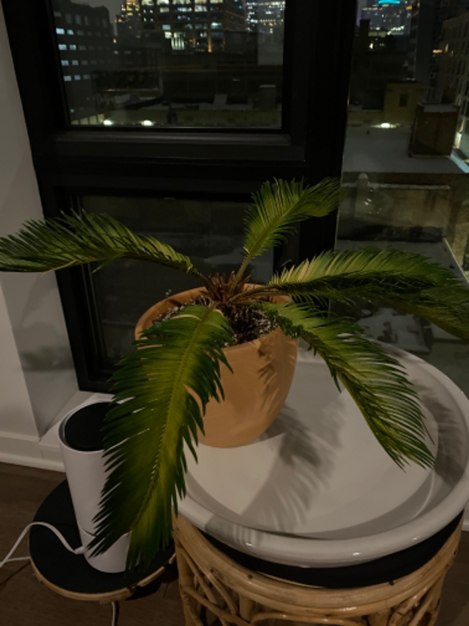 Anyone know what’s happening to our sago palm? See... | Fishbowl