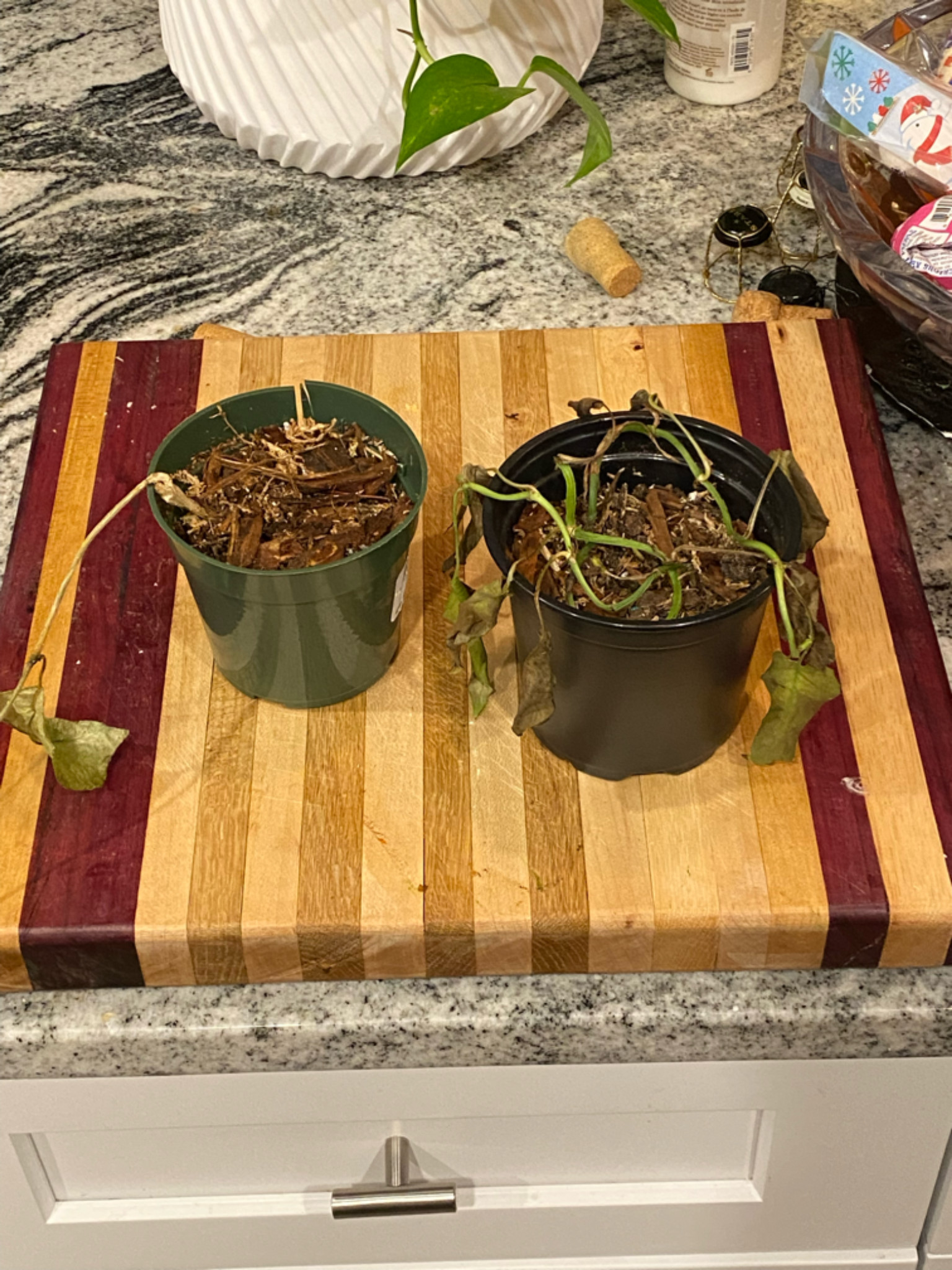 My current plant ICU. I overwatered the cebu blue after potting it up ...