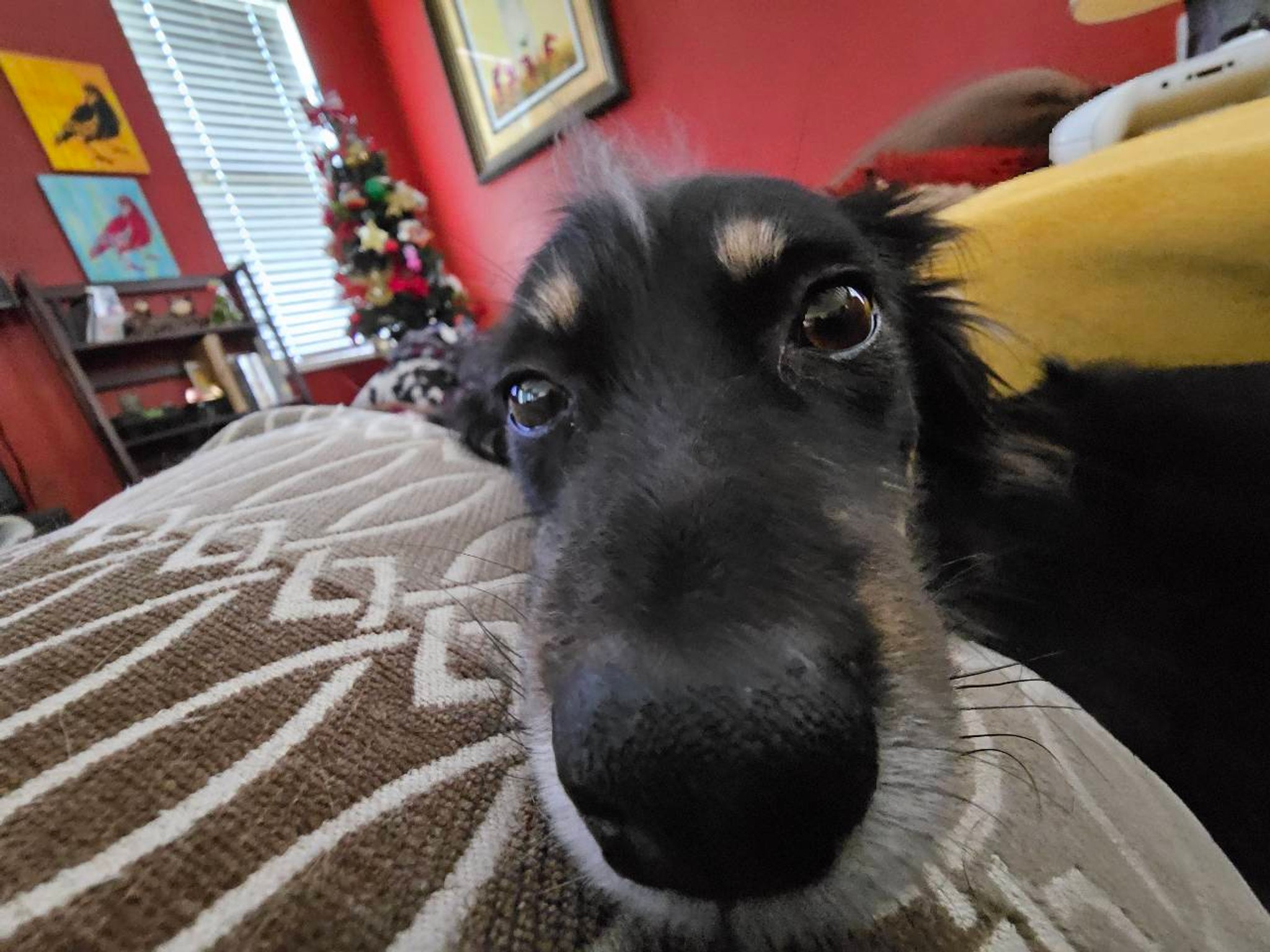 The S23 Ultra fisheye lens makes Taino look even g... | Fishbowl