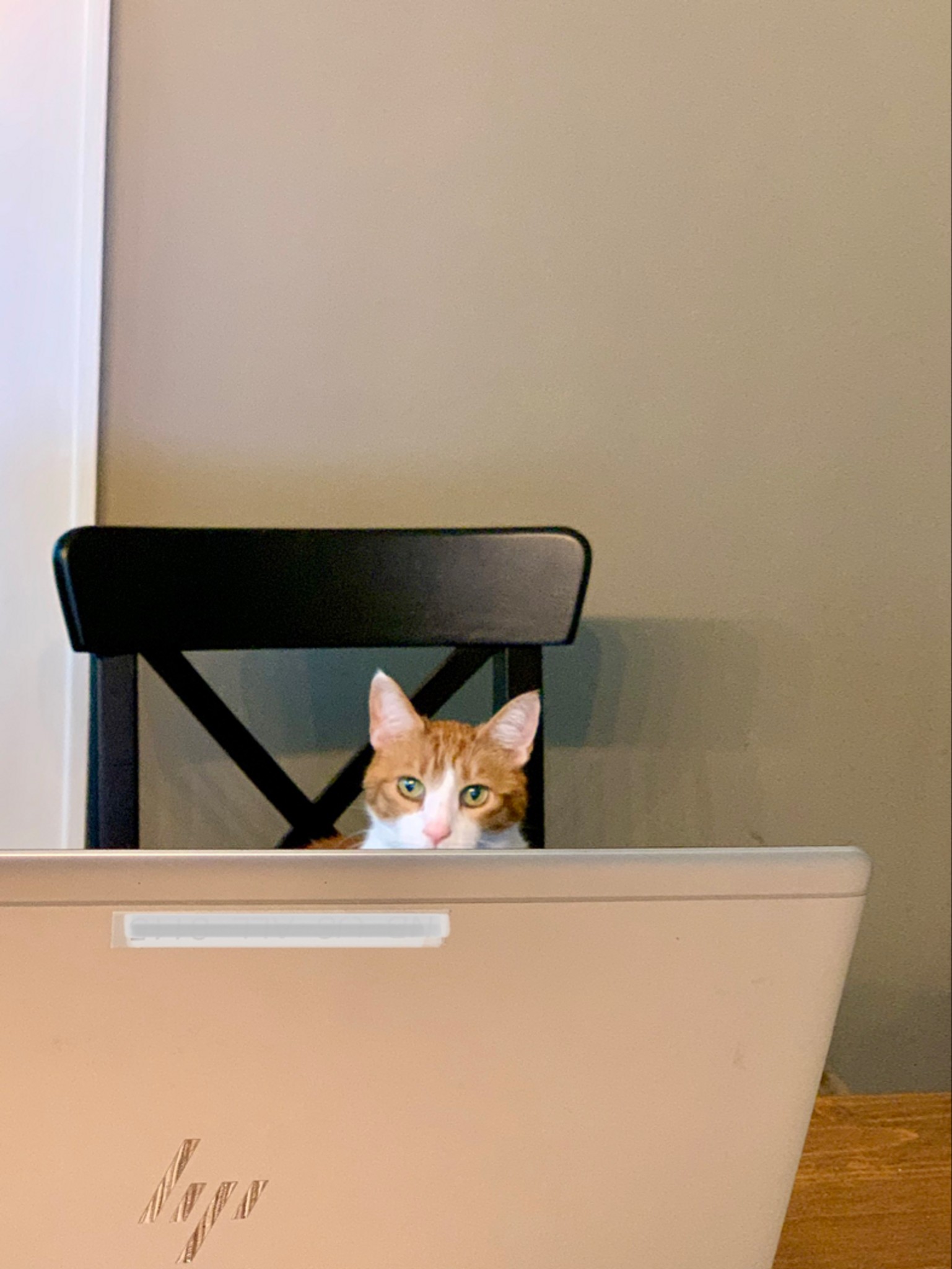 One of my favorite pictures of my (late) cat Nola when I was working ...