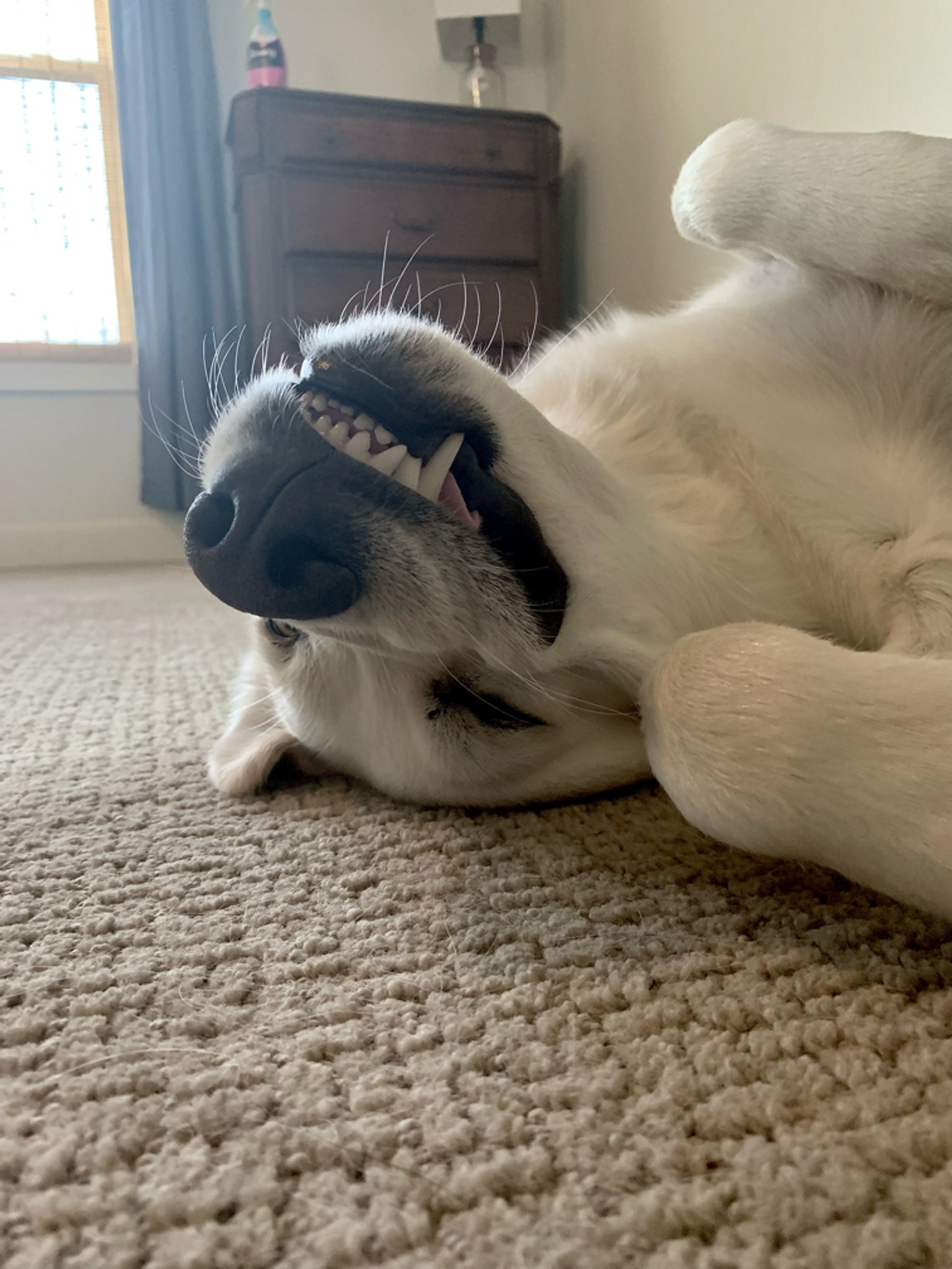 Sharing my sweet derpy boy cause I think the world... | Fishbowl