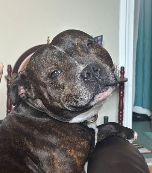 Who loves dogs? bowl | Glassdoor Forum