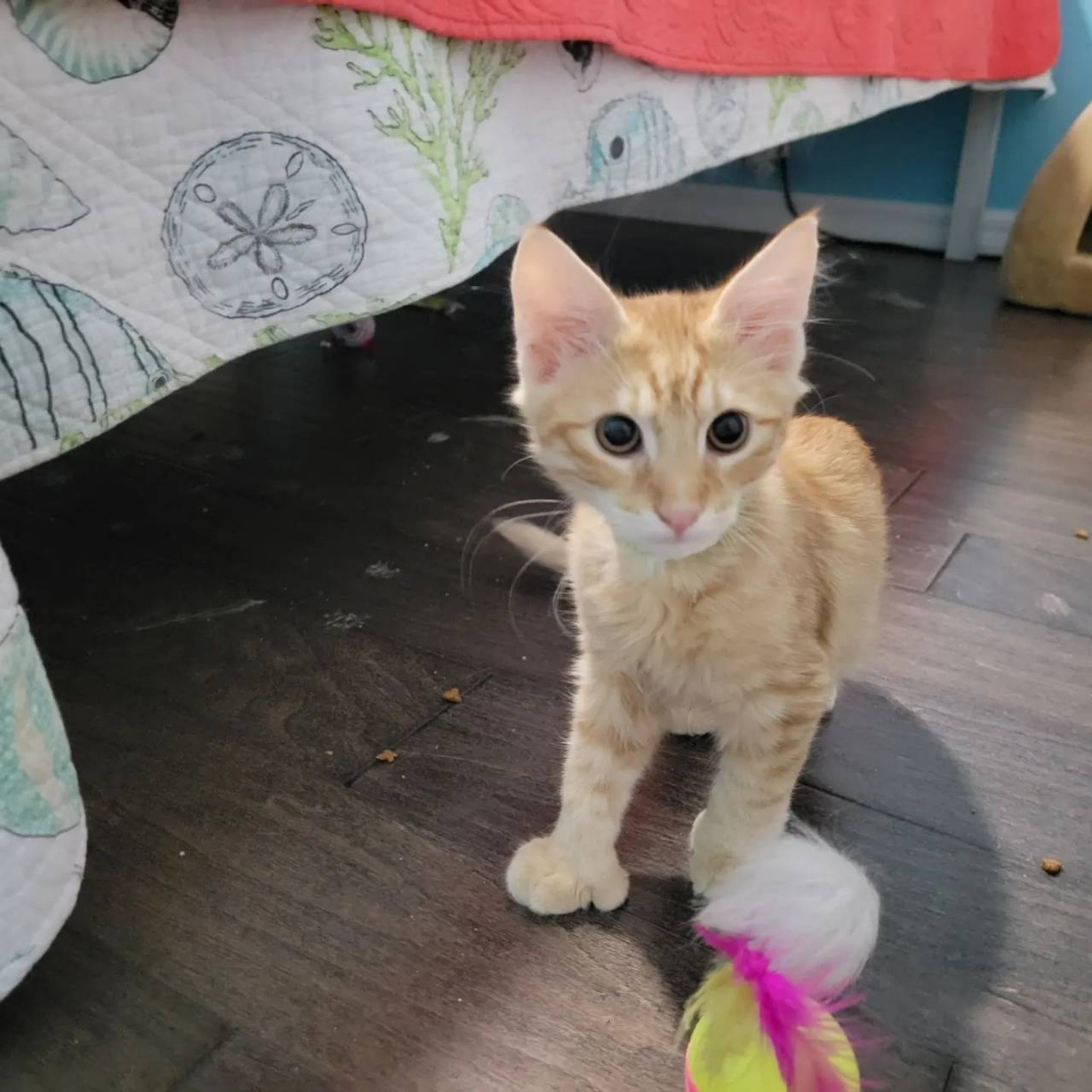 I got the new little orange polydactyl babies Satu... | Fishbowl
