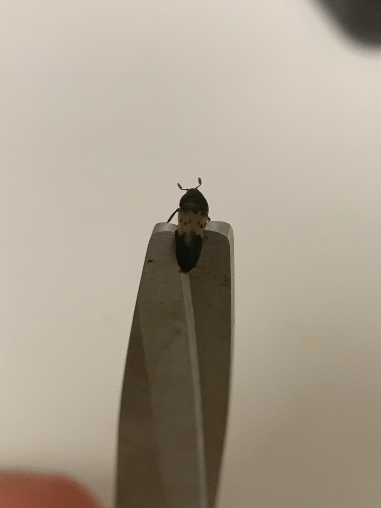 What is this bug? Does anyone know? | Fishbowl
