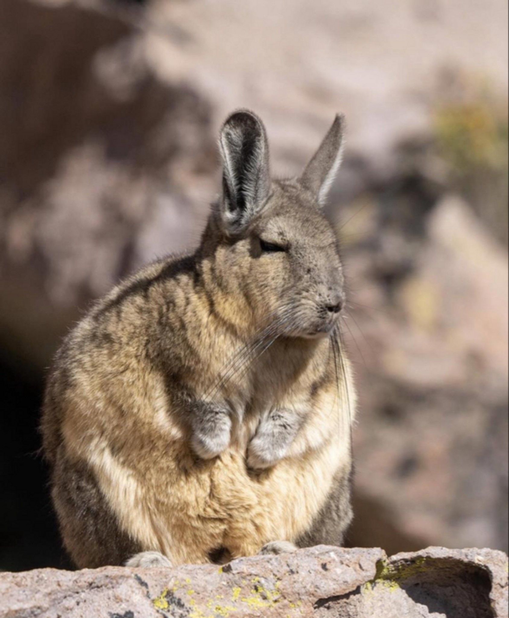 Everyone, meet the Viscacha! Viscachas, which are... | Fishbowl