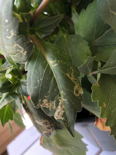 Hi! Does anyone know why these marks are showing on my leaves? Squiggly ...