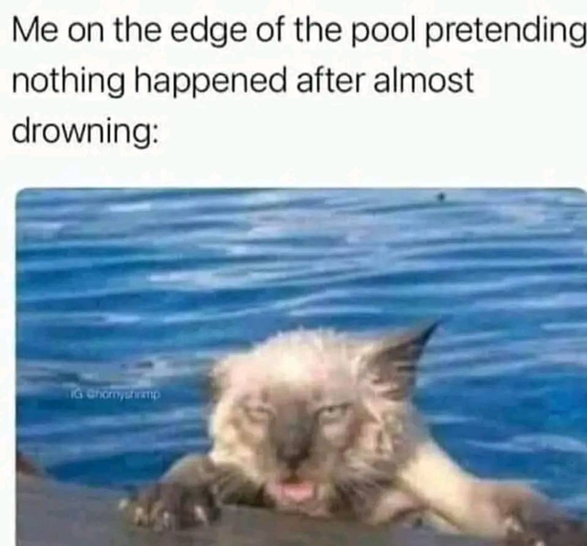 Fishbowl Memes at Travis Poteete blog