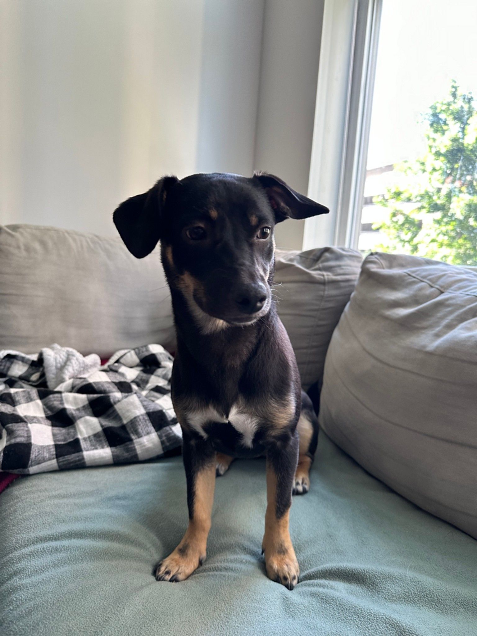 Pepper aka Miss Pepper Potts aka Peppy aka Pupsi a... | Fishbowl