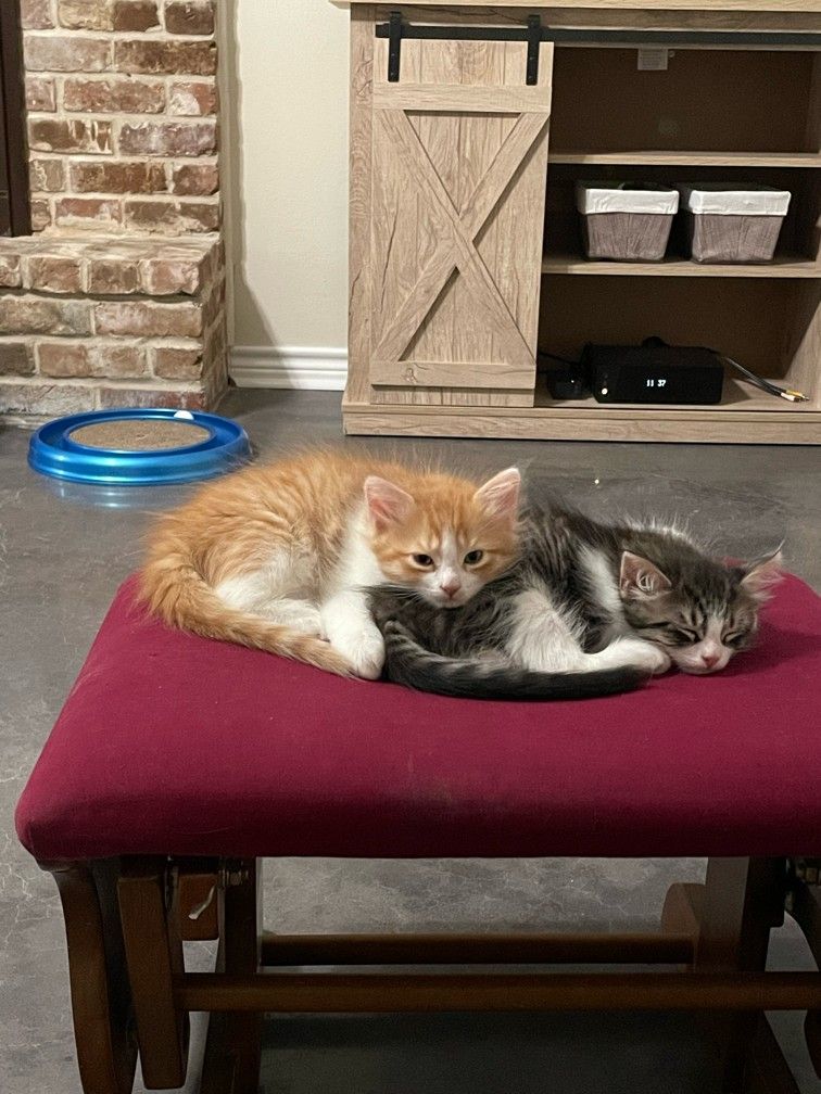 Throwback Thursday photo of Bubbles and Rosco as k... | Fishbowl