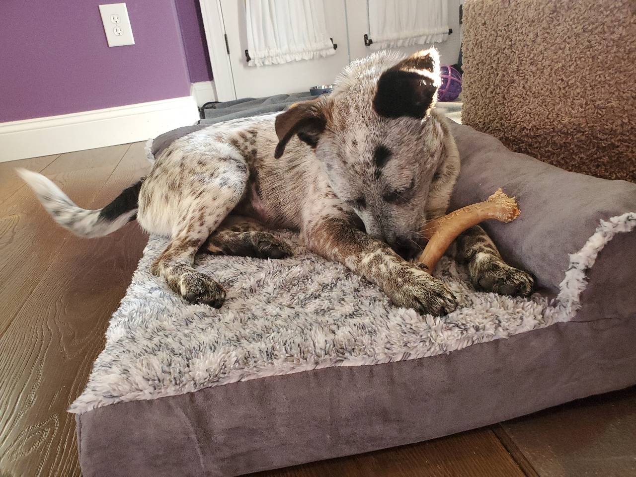 As some of you saw, my puppy died a few weeks ago from parvo and DIC. I ...