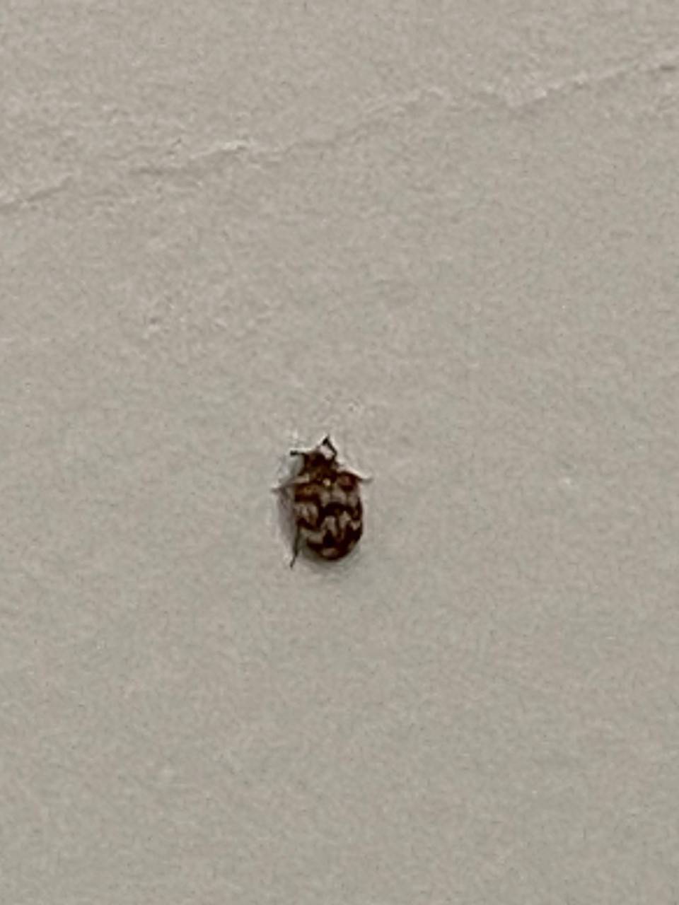 Please help! Didnt know where to post so asking here 😭 what is this bug ...