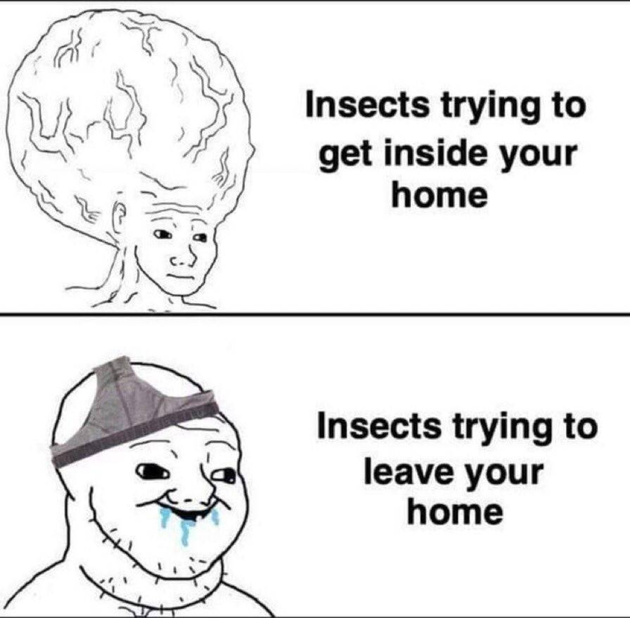 Meme: insect reaching home and going out | Fishbowl