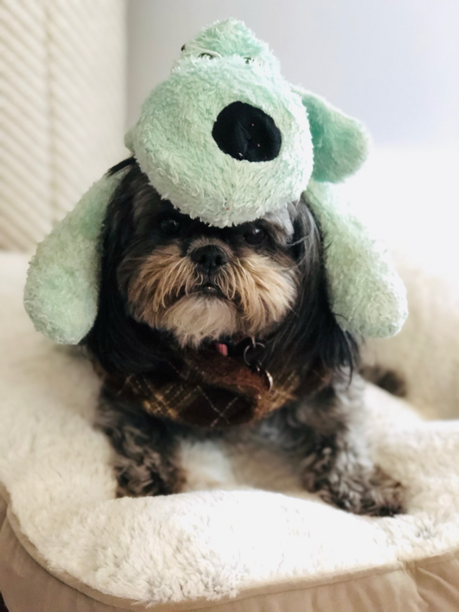 My dog walker/sitter may be leaving DC in a few mo... | Fishbowl