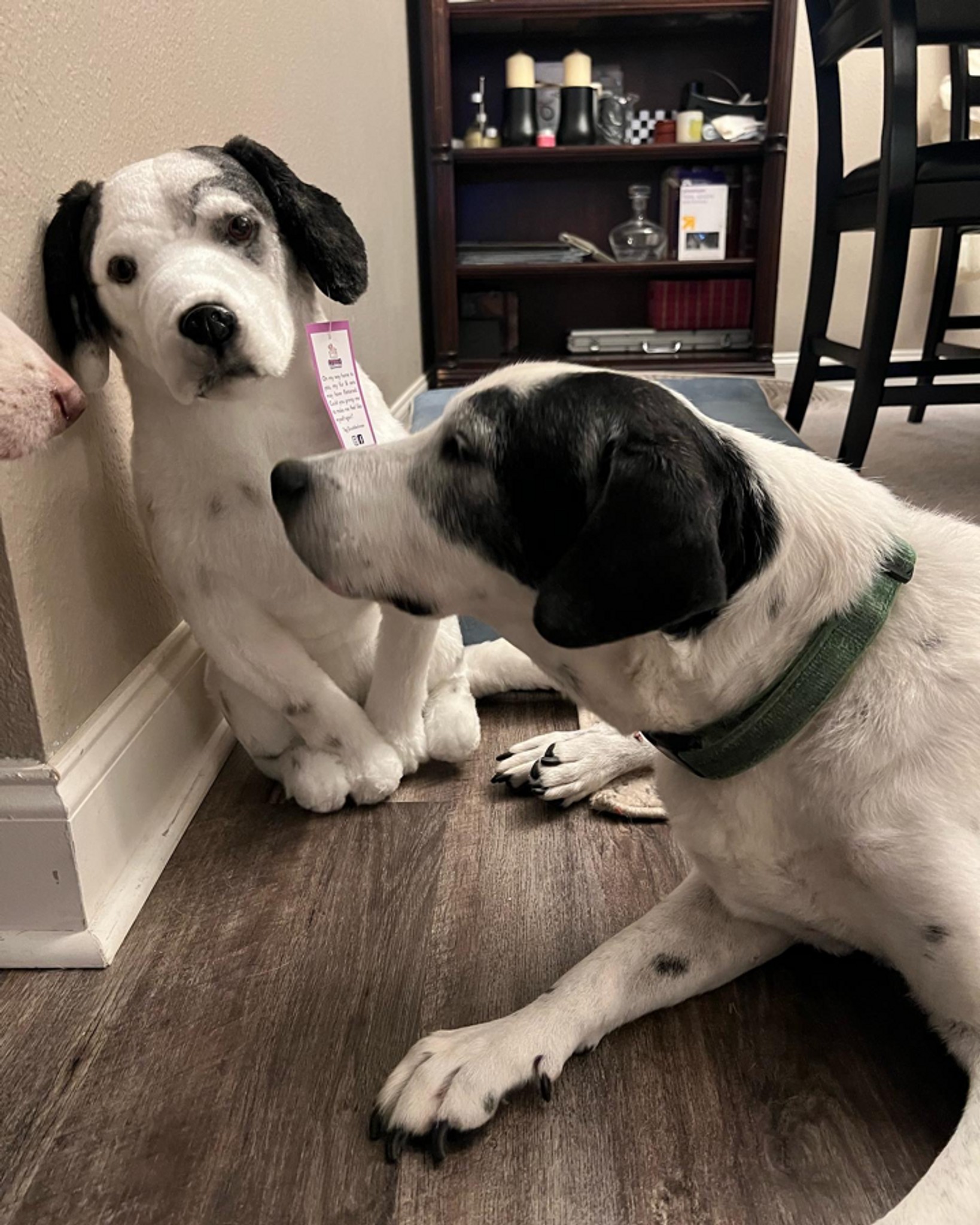 My boy is 15yo and his health is declining. Decided to get a cuddle ...