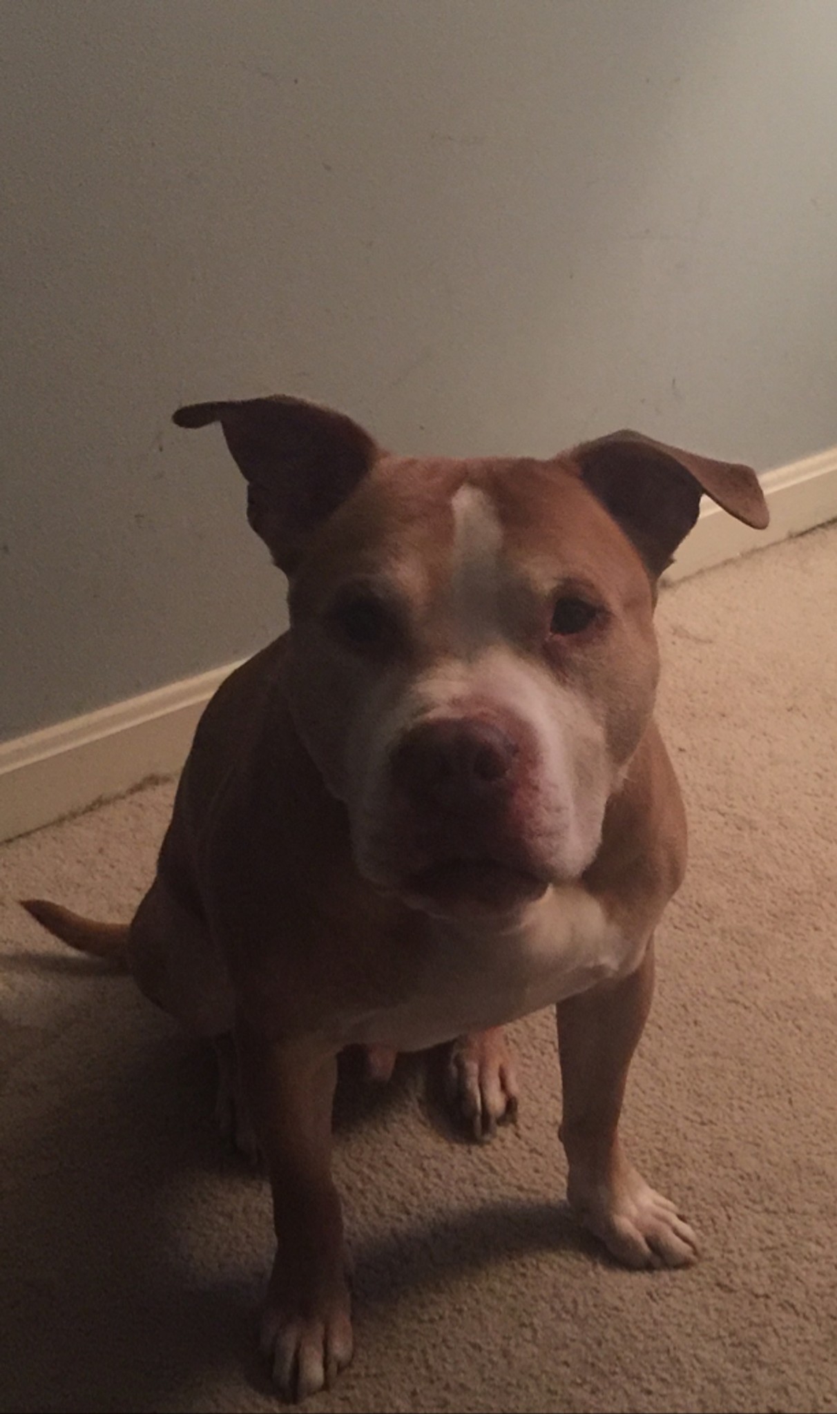 🐶 Dog owners | I have pit-terrier mix 60 lb dog (... | Fishbowl