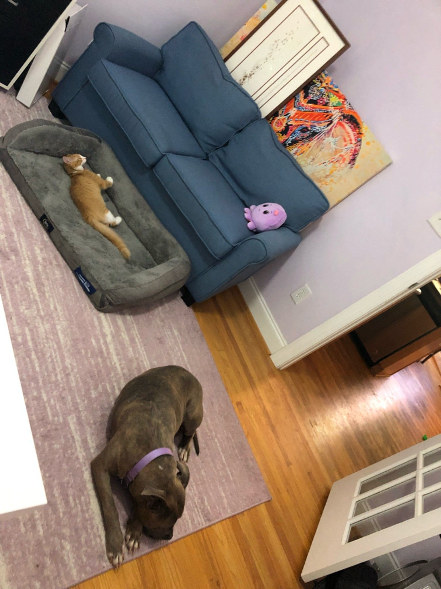 Koshka and his new dog Cody 😊 Koshka has put the ... | Fishbowl